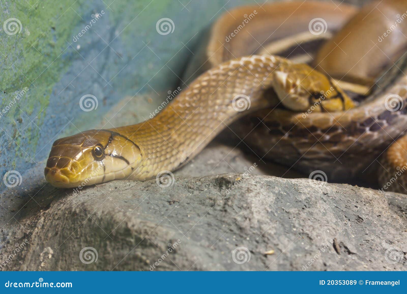 Snake,Copperhead Racer stock image. Image of devil, crawl - 20353089