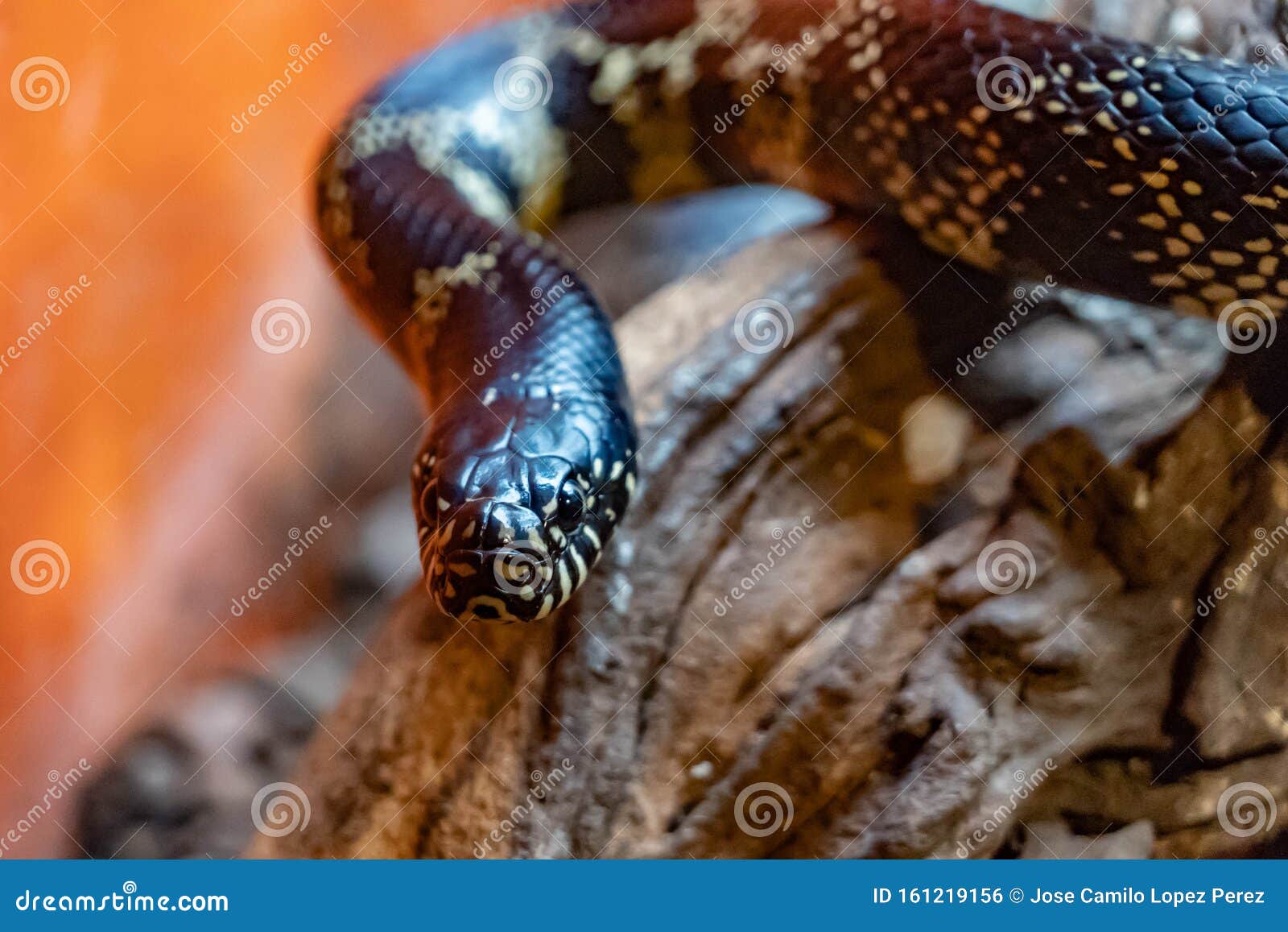 Snake in a zoo stock photo. Image of creature, beautiful - 161219156