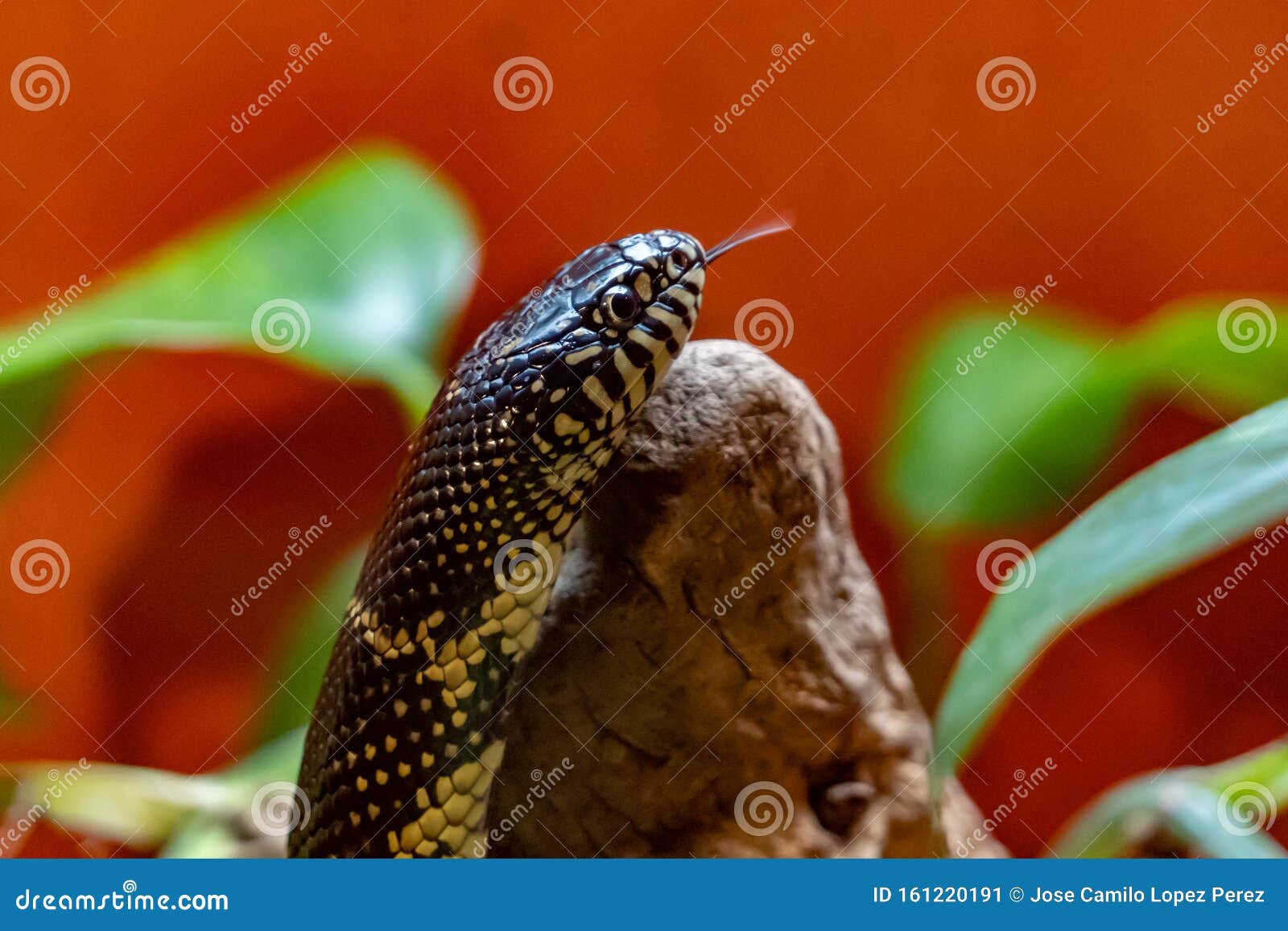 Snake in a zoo stock image. Image of beauty, grass, closeup - 161220191