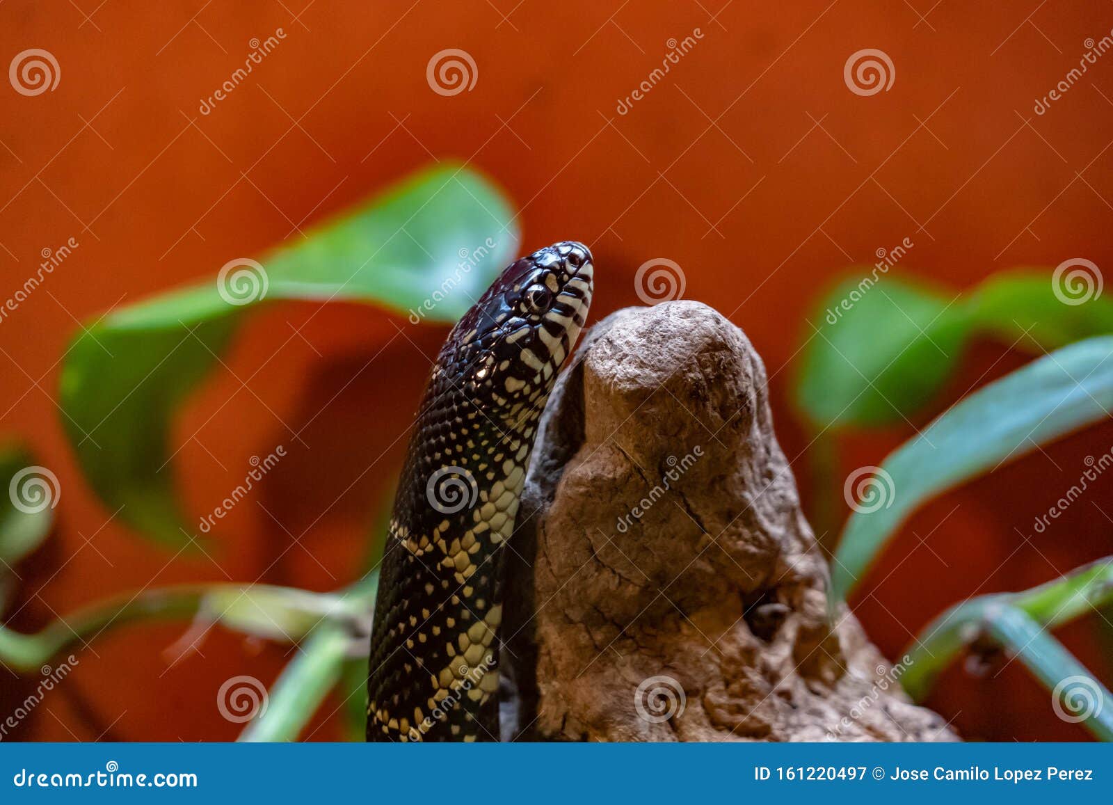 Snake in a zoo stock image. Image of farm, fauna, beautiful - 161220497