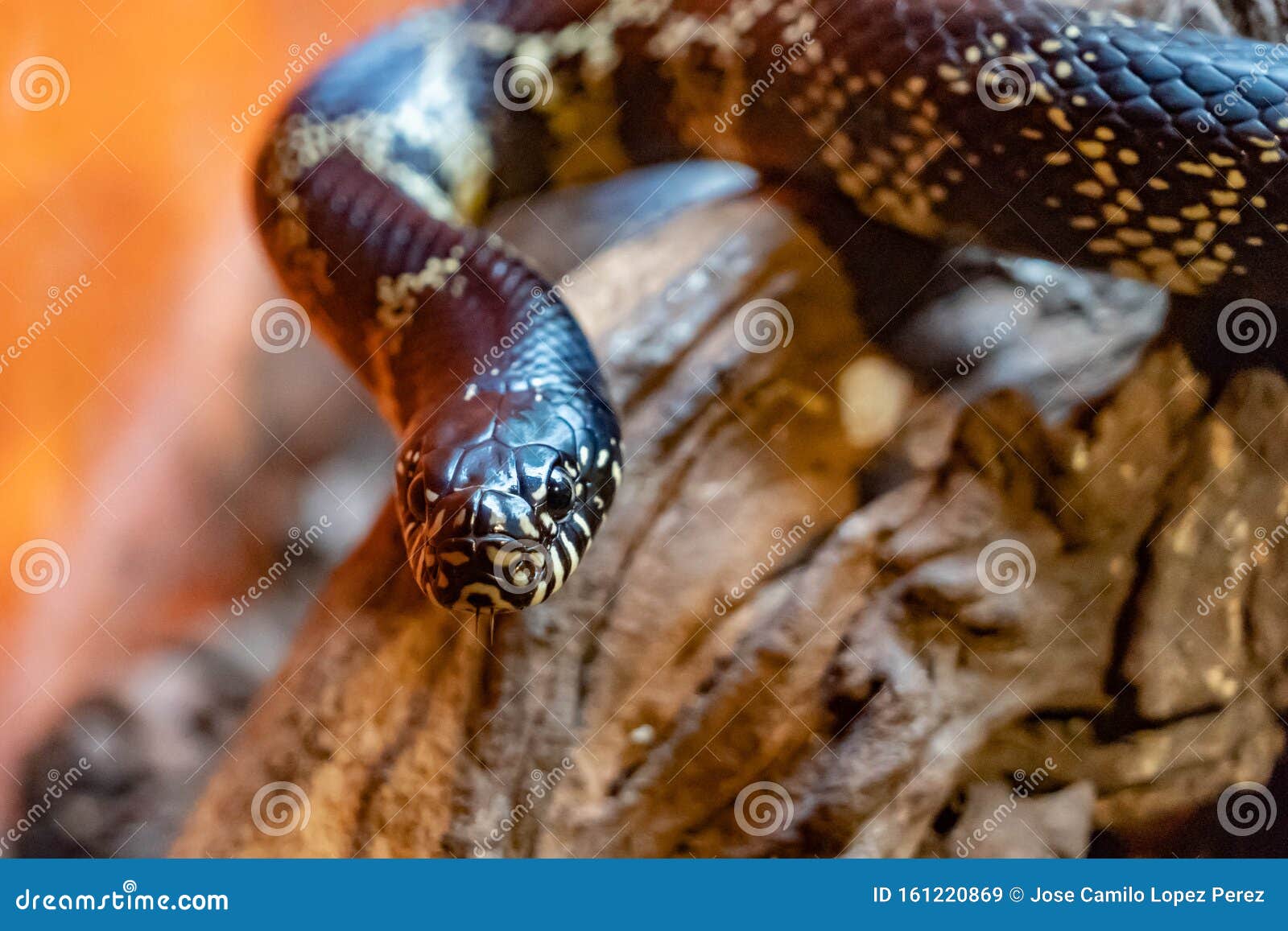 Snake in a zoo stock image. Image of creature, animal - 161220869