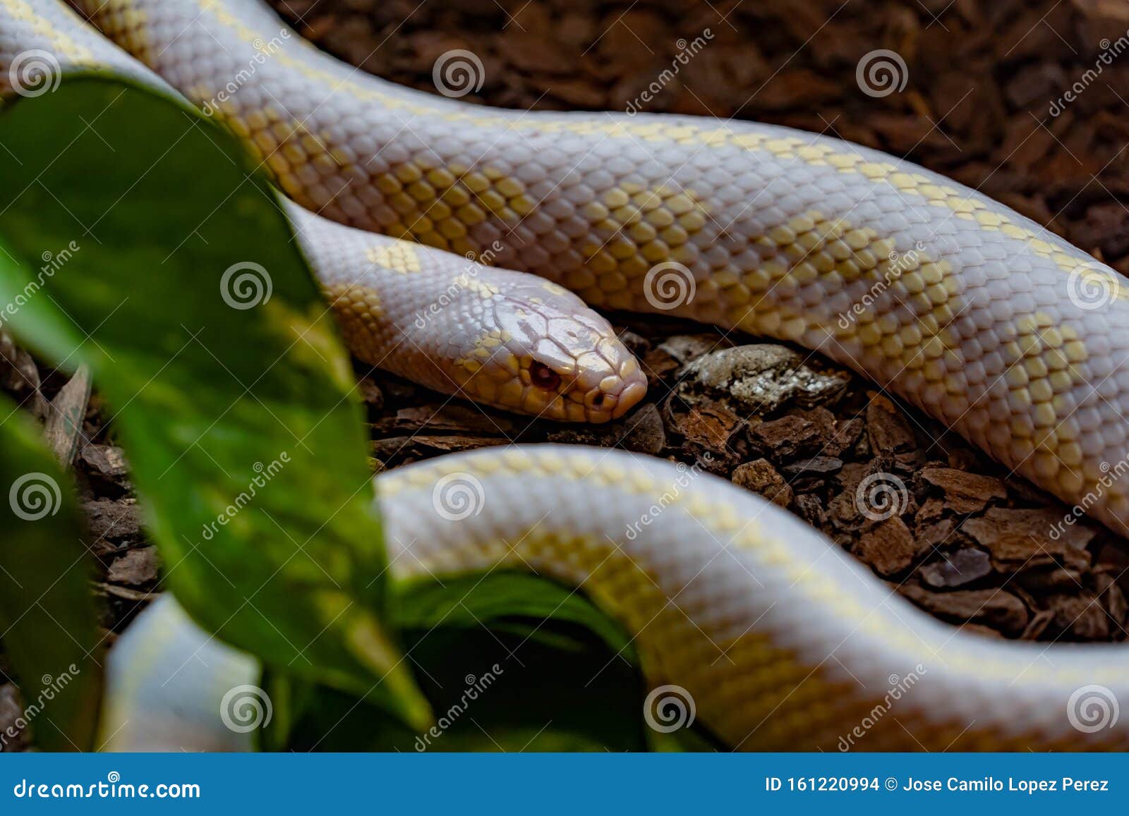 Snake in a zoo stock photo. Image of fauna, close, color - 161220994