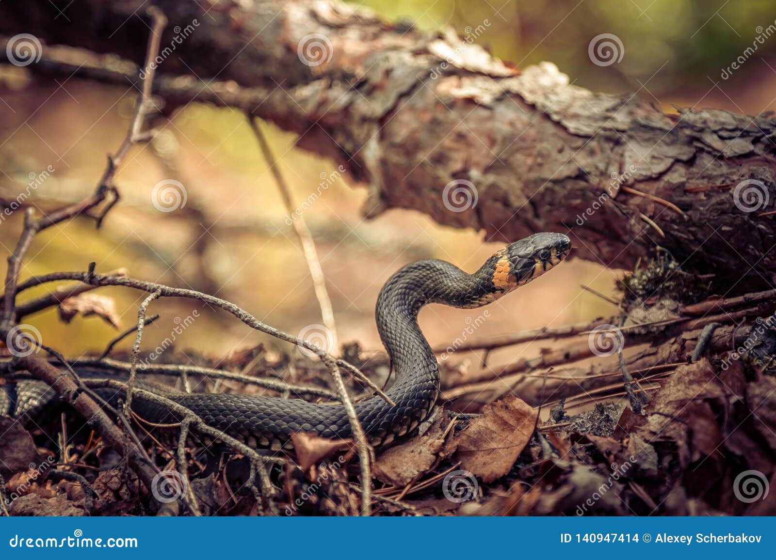 Snake Crawling through the Forest Stock Photo - Image of forest, hunter ...