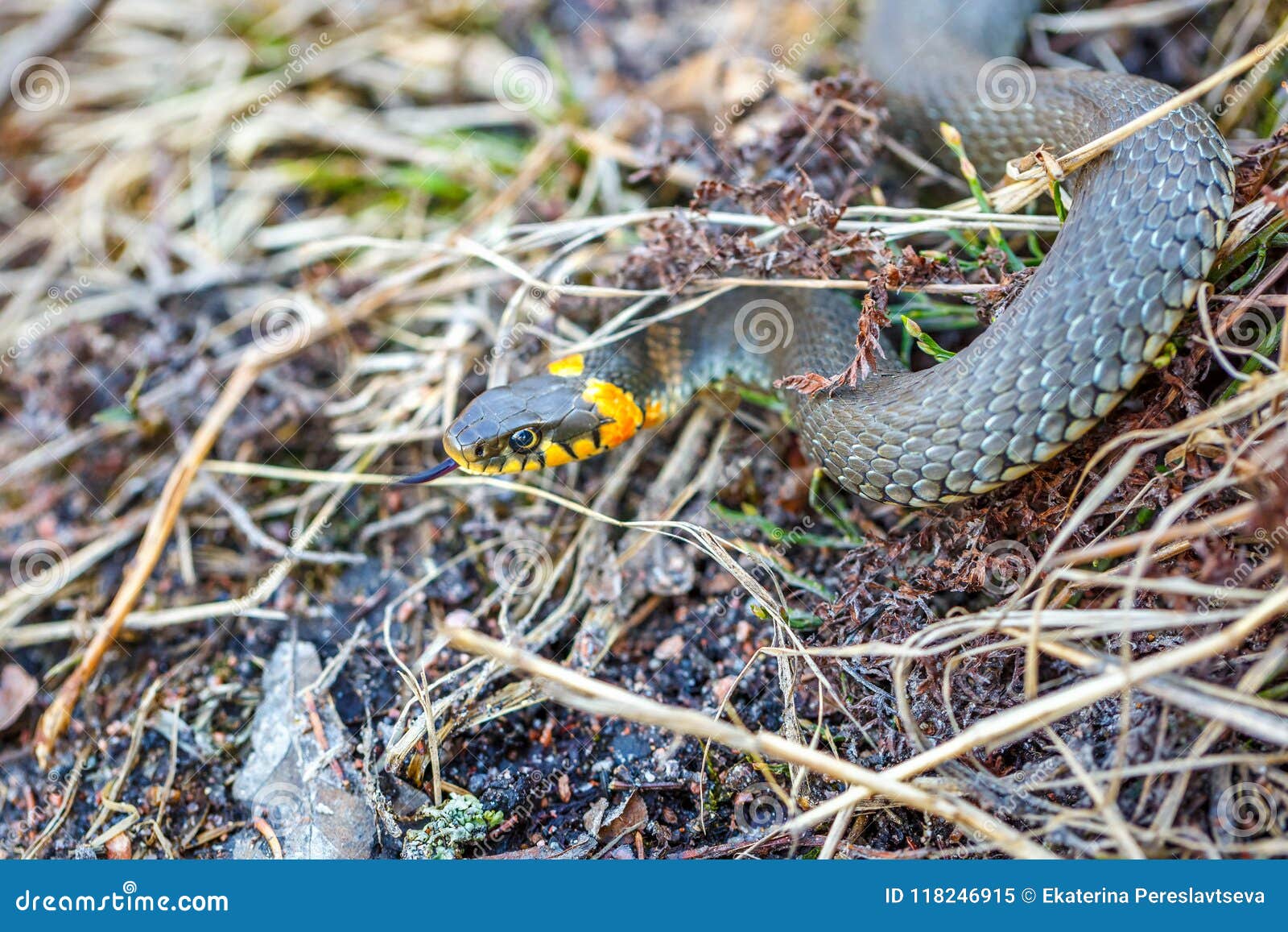 Snake Crawling on the Ground Stock Image - Image of horizontal, adder ...