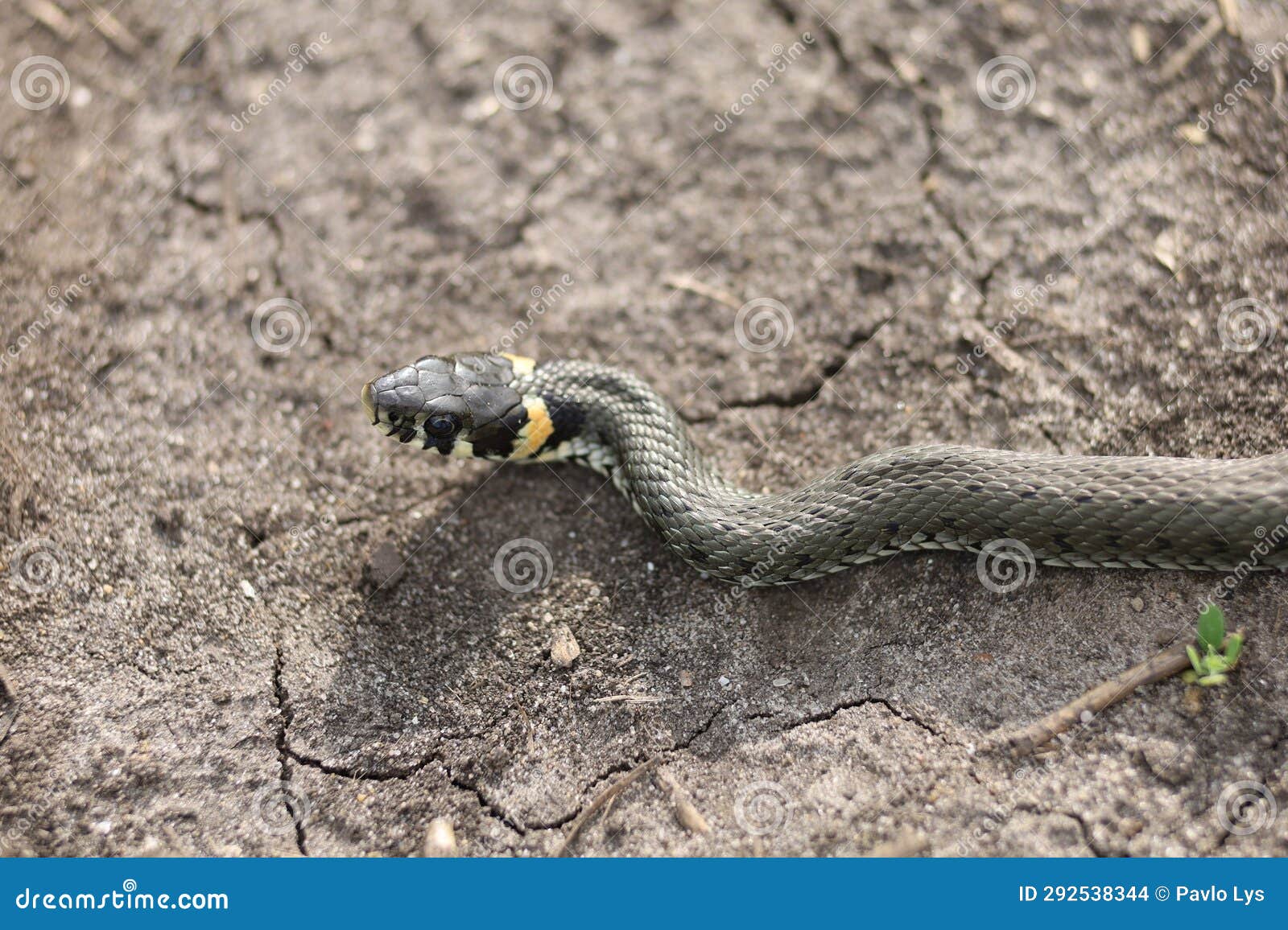 The Snake is Crawling on the Ground Stock Photo - Image of dangerous ...