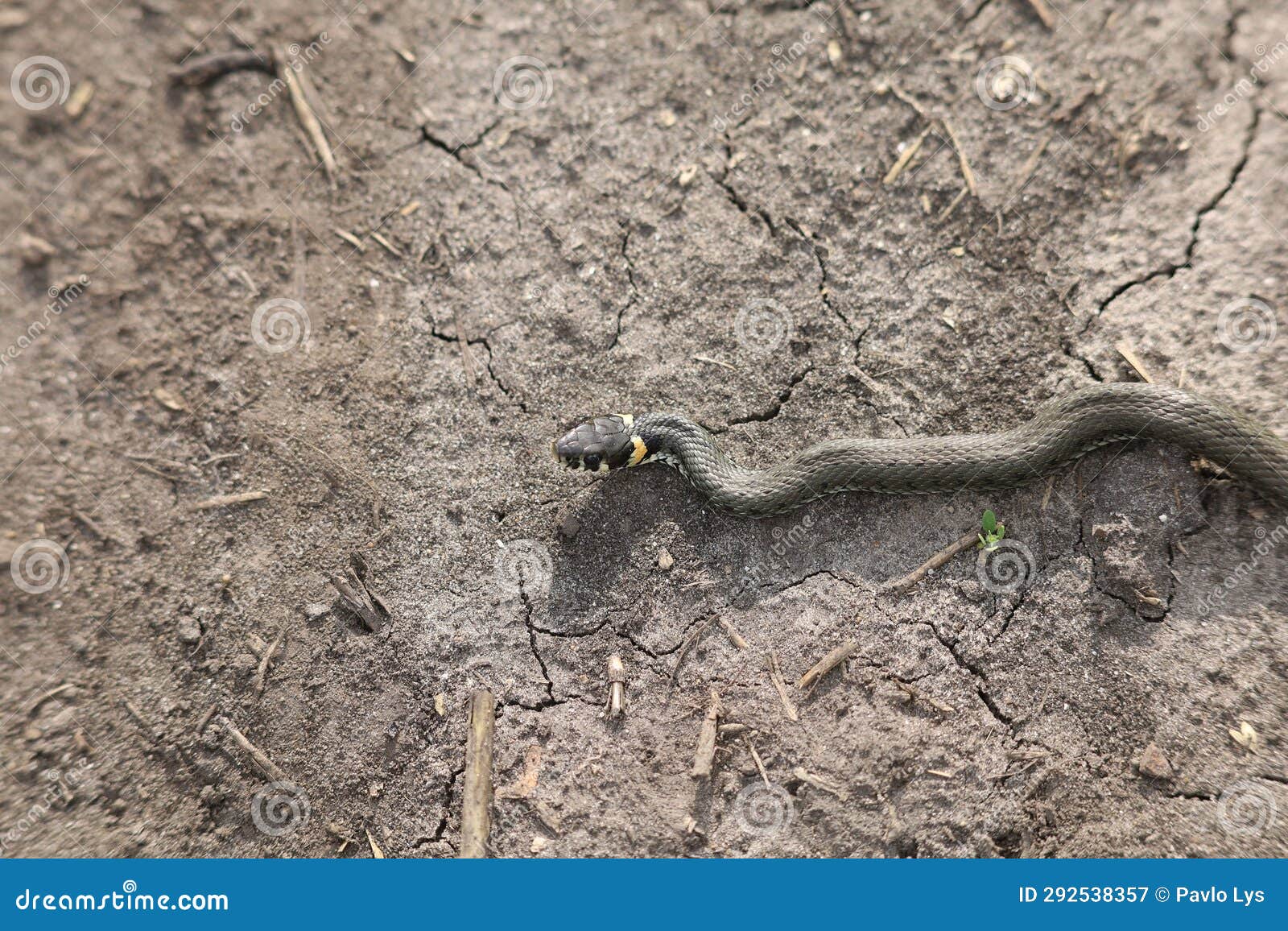 The Snake is Crawling on the Ground Stock Image - Image of vertebrate ...
