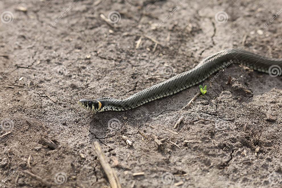 The Snake is Crawling on the Ground Stock Image - Image of natrix ...
