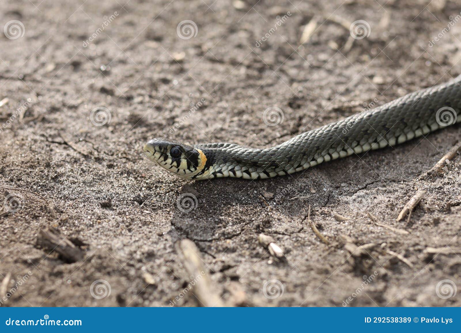 The Snake is Crawling on the Ground Stock Image - Image of scales ...
