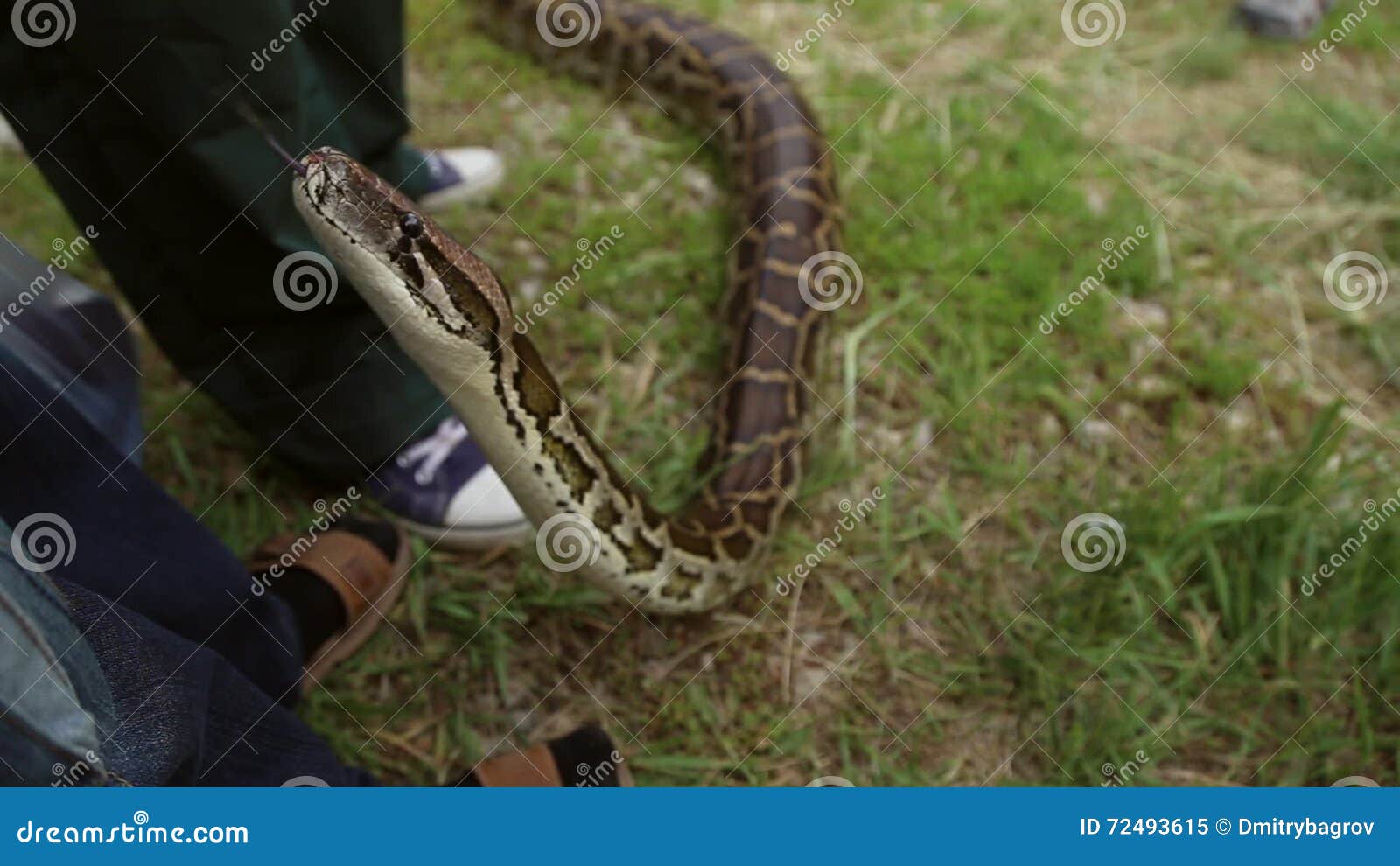 Snake Crawling on the Ground Stock Video - Video of nature, snake: 72493615
