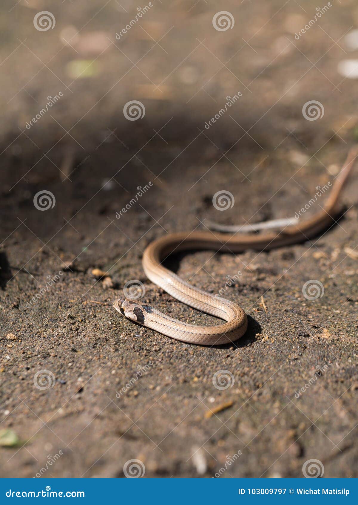 Snake Crawling on the Ground Stock Image - Image of crawling, abstract ...