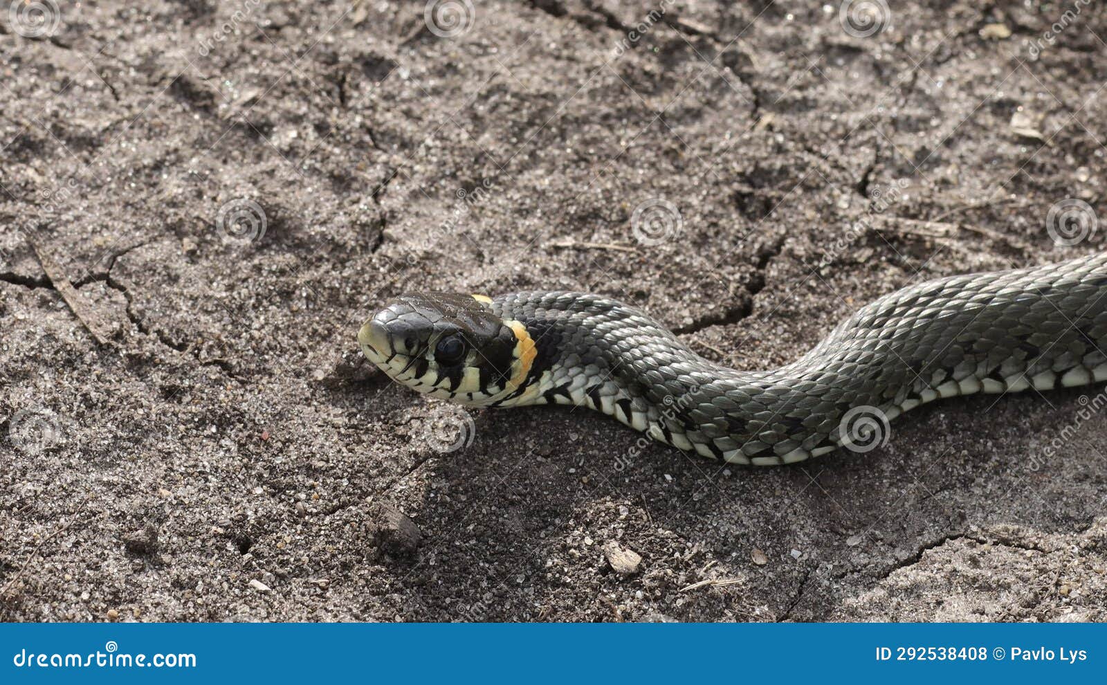 The Snake is Crawling on the Ground Stock Footage - Video of anaconda ...