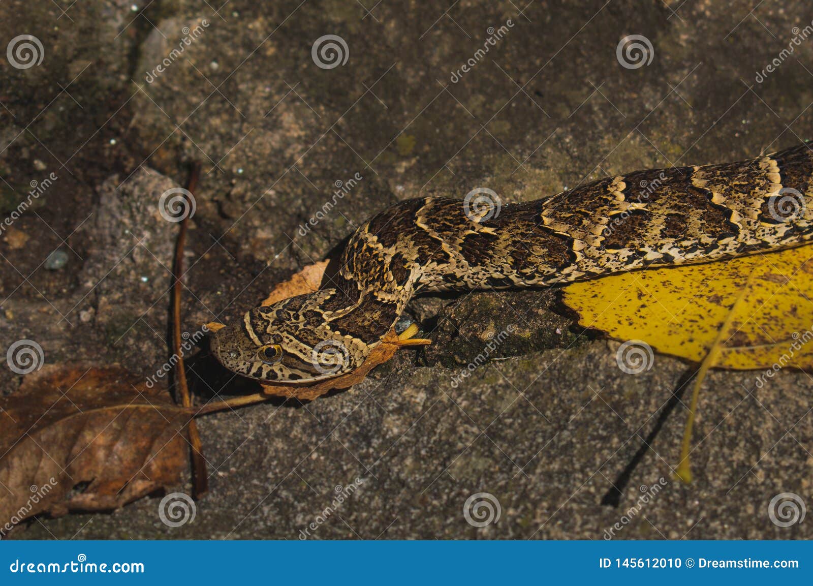 Snake crawling on a rock stock photo. Image of hunter - 145612010