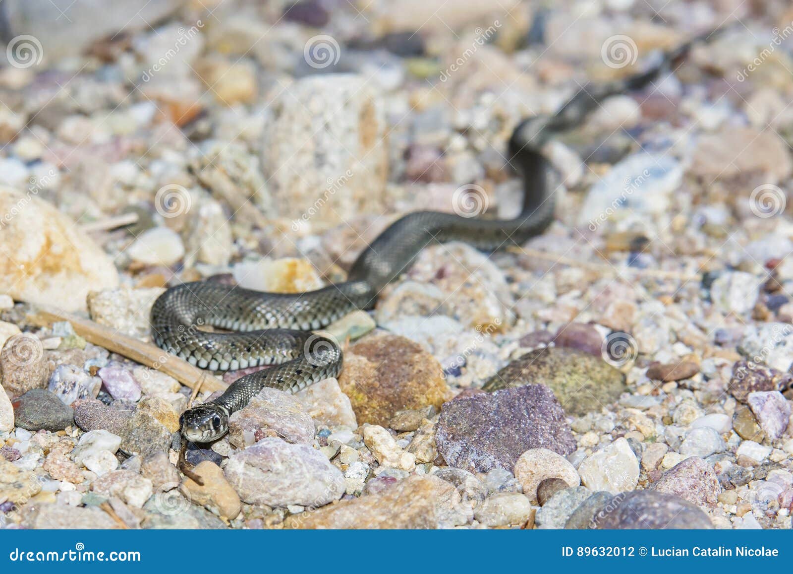 Snake crawling stock photo. Image of fauna, isolated - 89632012
