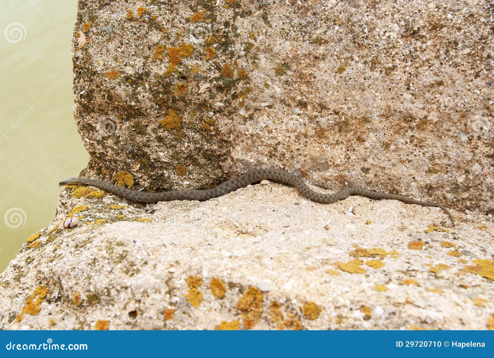 Snake on the stone stock photo. Image of rattlesnake - 29720710