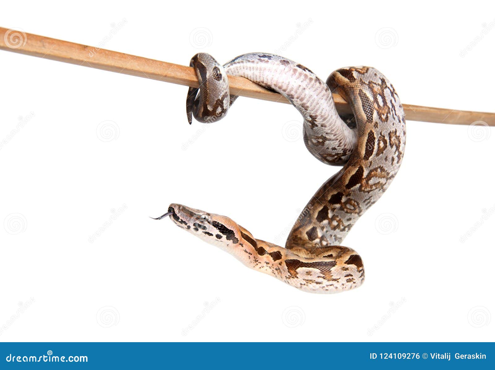 Snake crawling on white stock photo. Image of reptile - 124109276