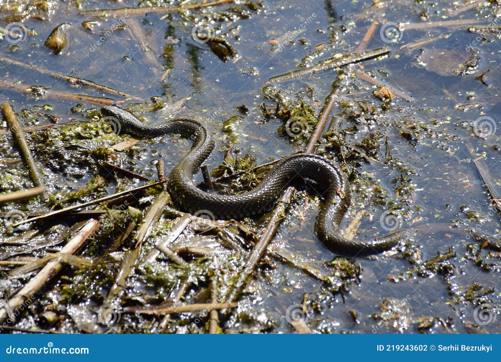 Swamp Water Snake