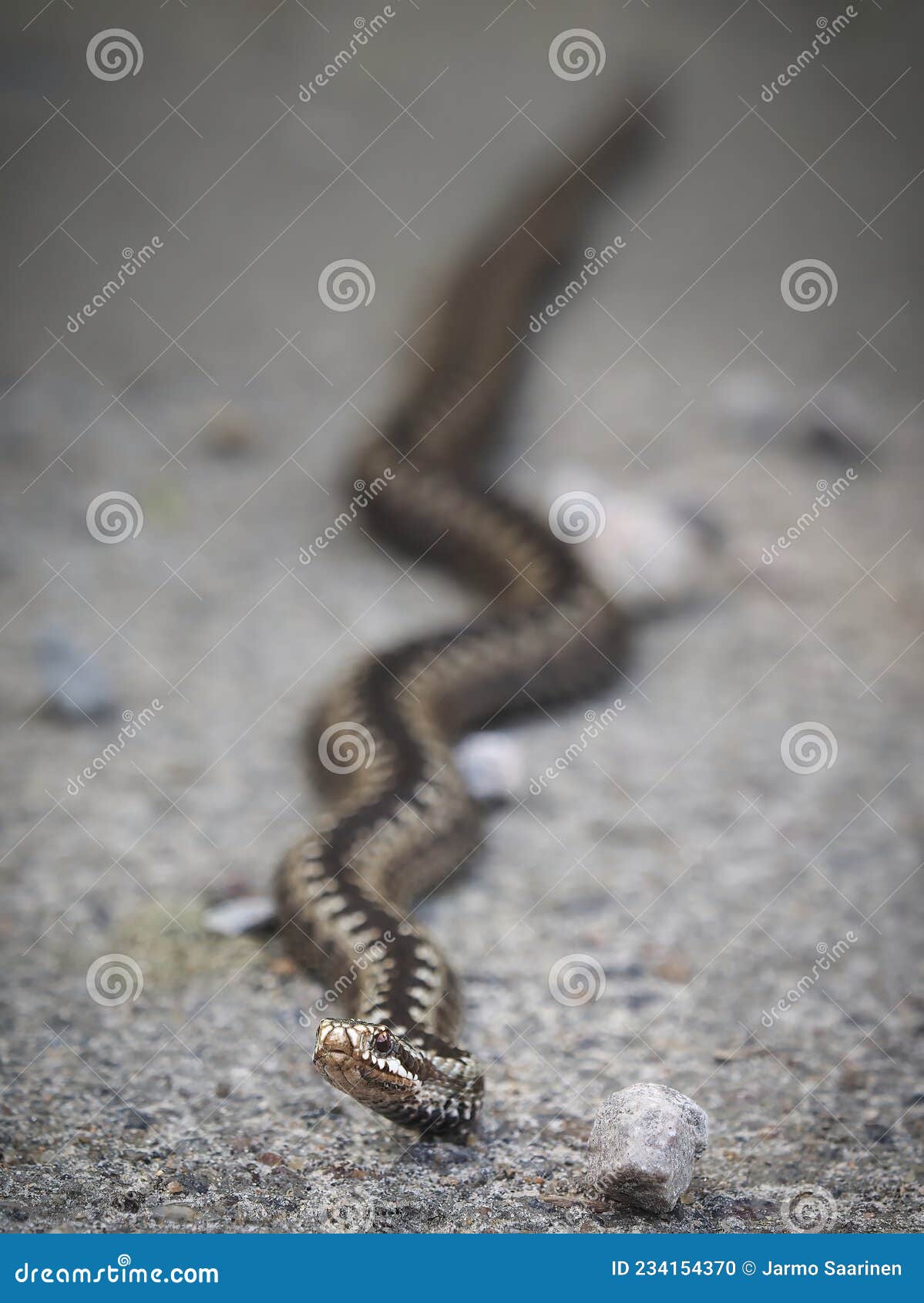 A Snake Crawls on a Dirt Road Stock Photo - Image of common, wildanimal ...