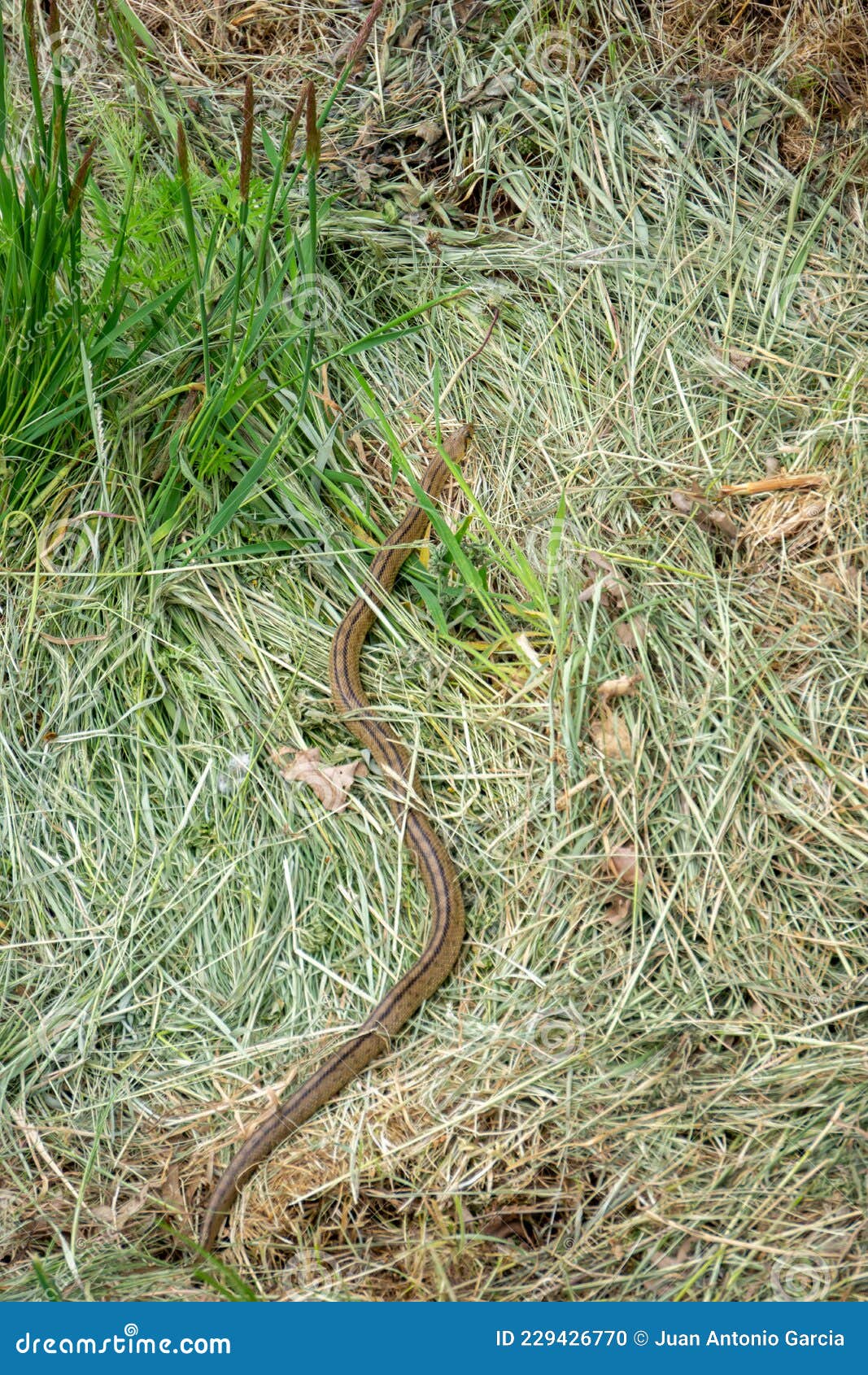 Snake that Crawls among the Grass Stock Photo - Image of snake, prairie ...