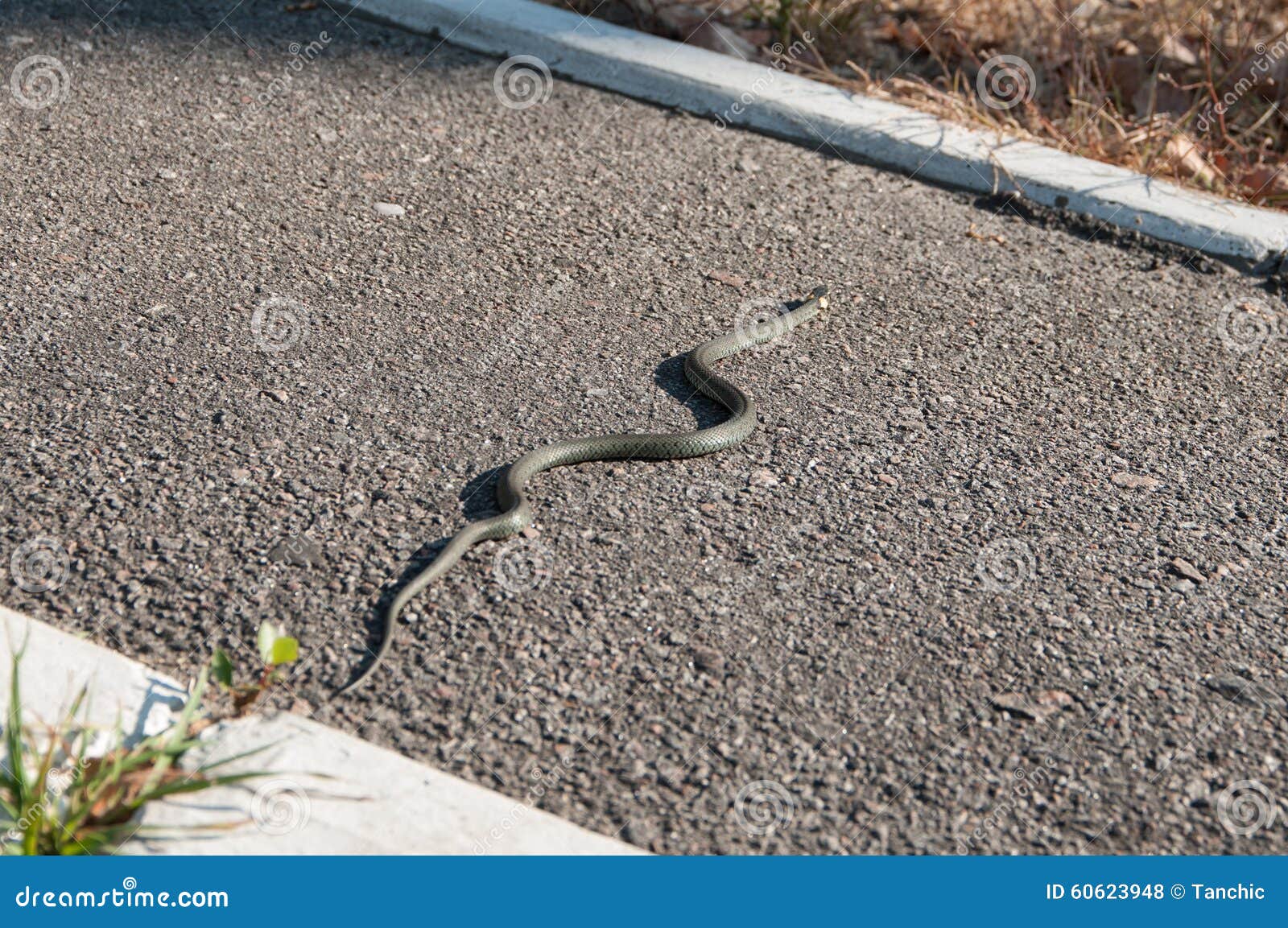 Snake creeps a foot path stock photo. Image of shiny - 60623948