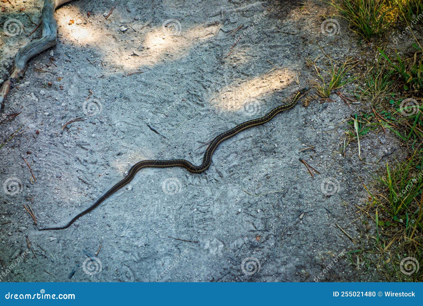 Snake Crossing a Hiking Trail Stock Photo - Image of backdrop, snake ...