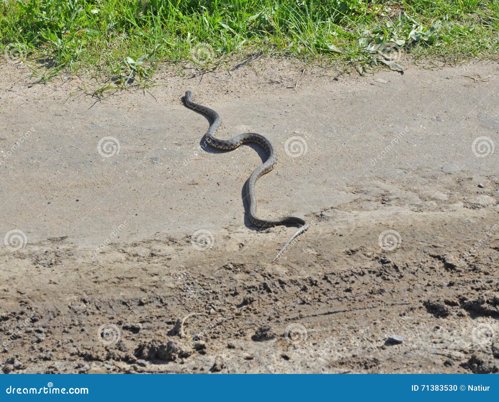 Snake crossing the path stock photo. Image of road, slithering - 71383530