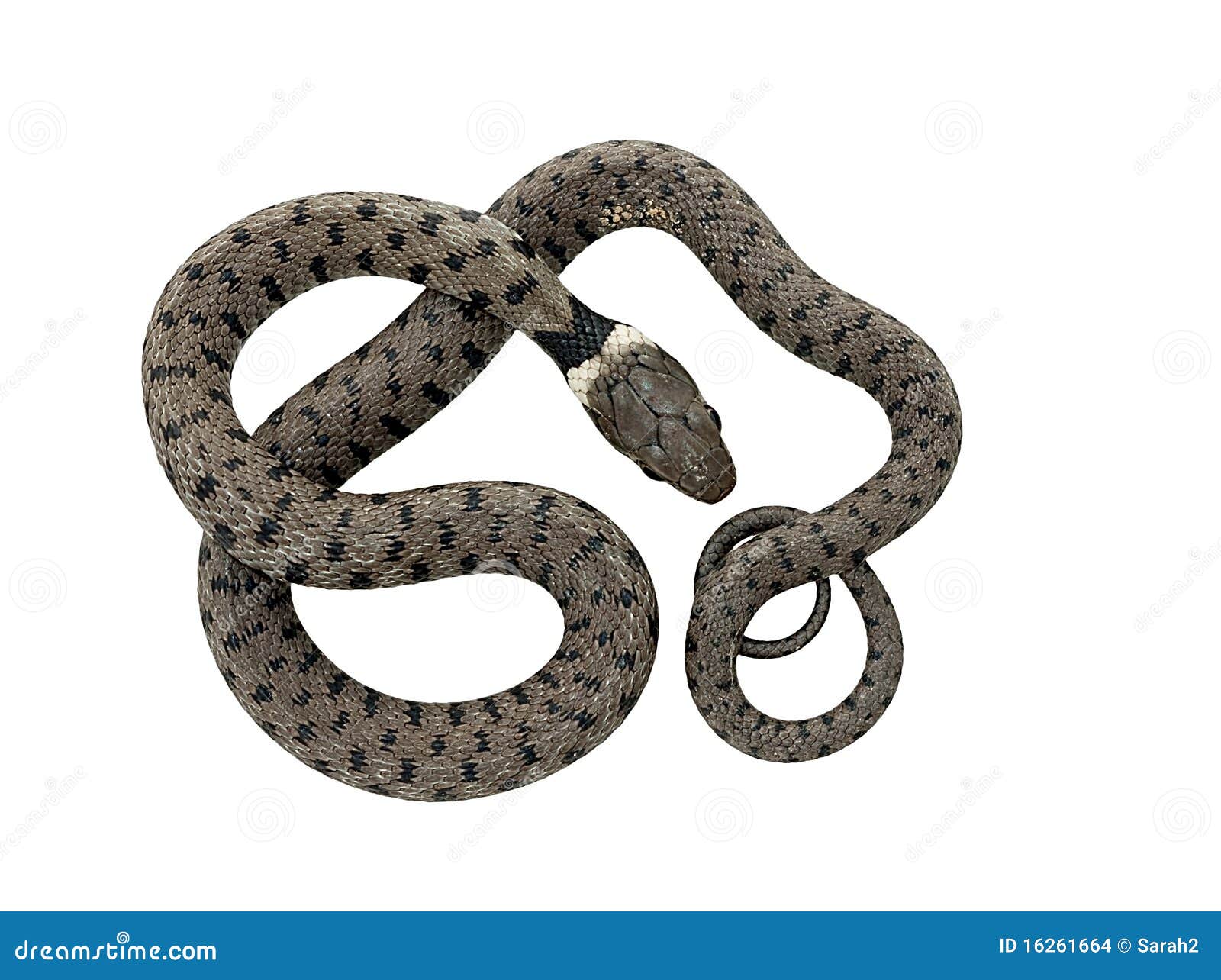 Snake - curled stock photo. Image of tight, isolated - 16261664