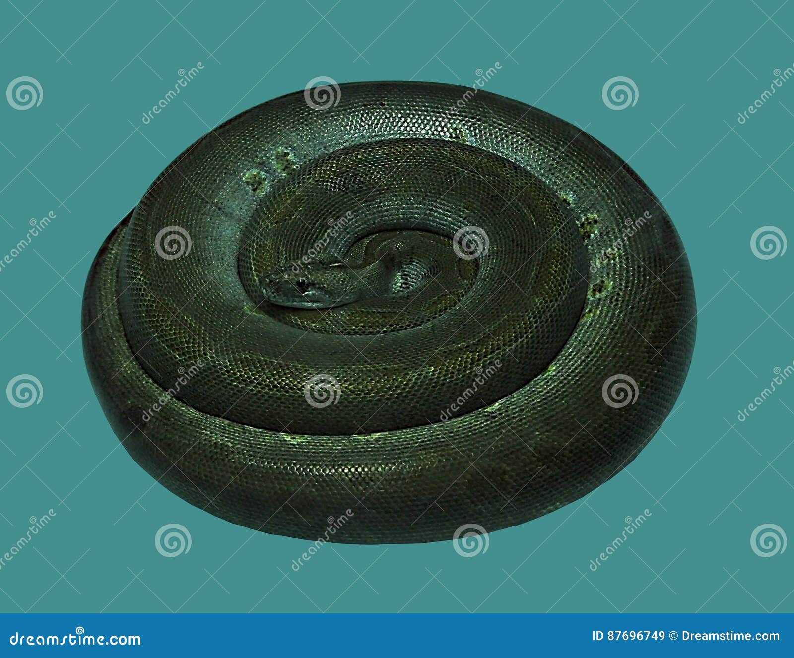 A Snake Curled into a Circle Stock Image - Image of slithering, circle ...