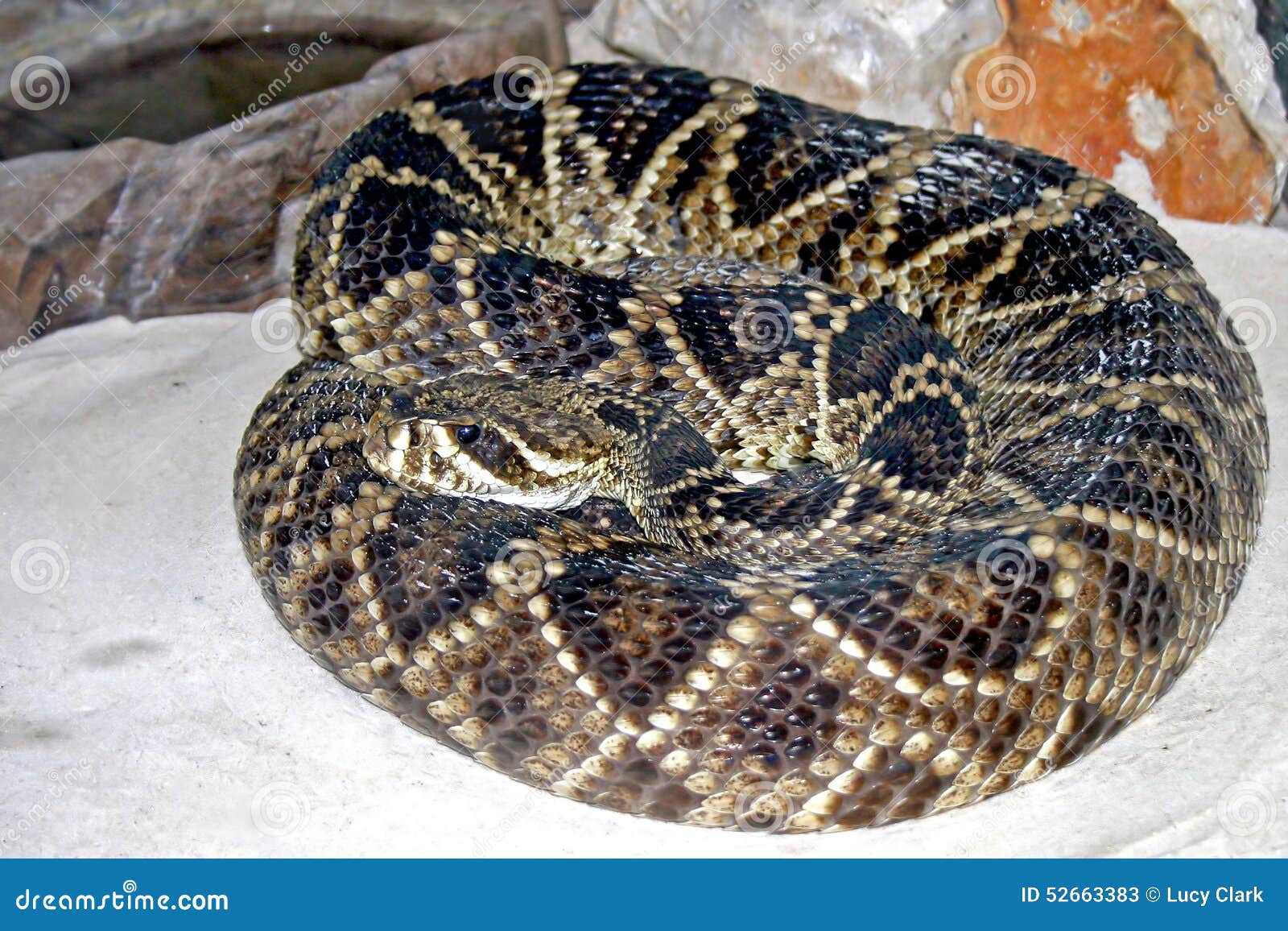 Snake stock image. Image of body, wild, curling, reptile - 52663383