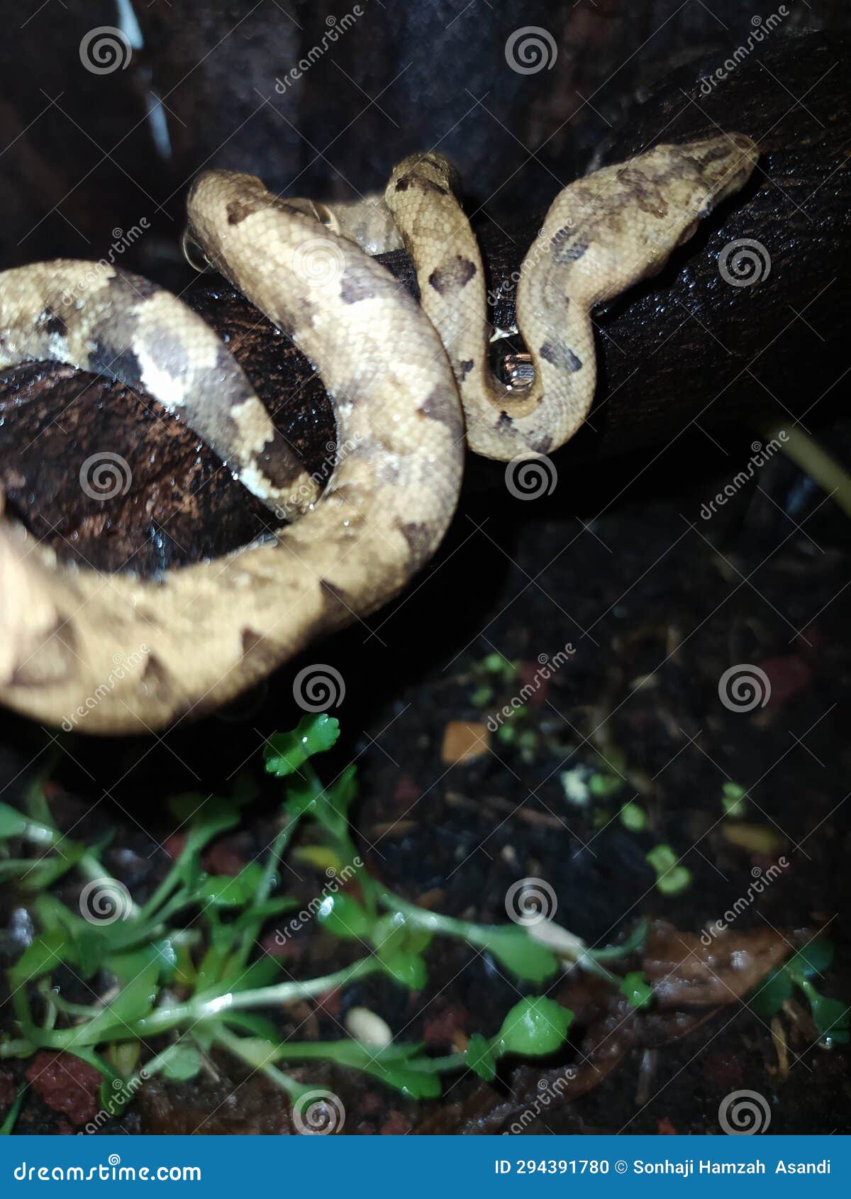 Snake in the dark stock photo. Image of dormice, wildlifephotography ...
