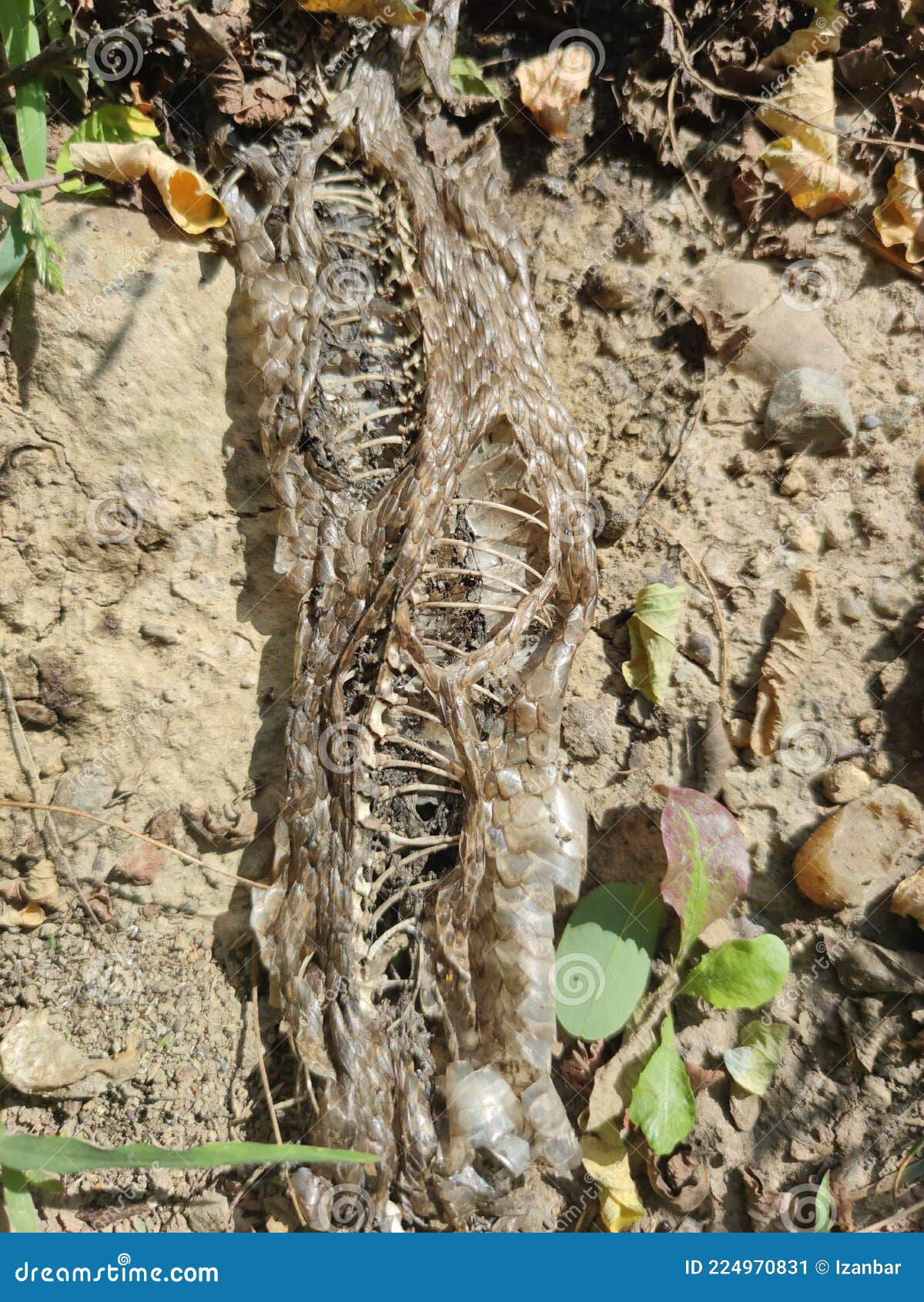 The Body And The Skeleton Of A Dead Rotten Rotten Fish. Leftovers From ...