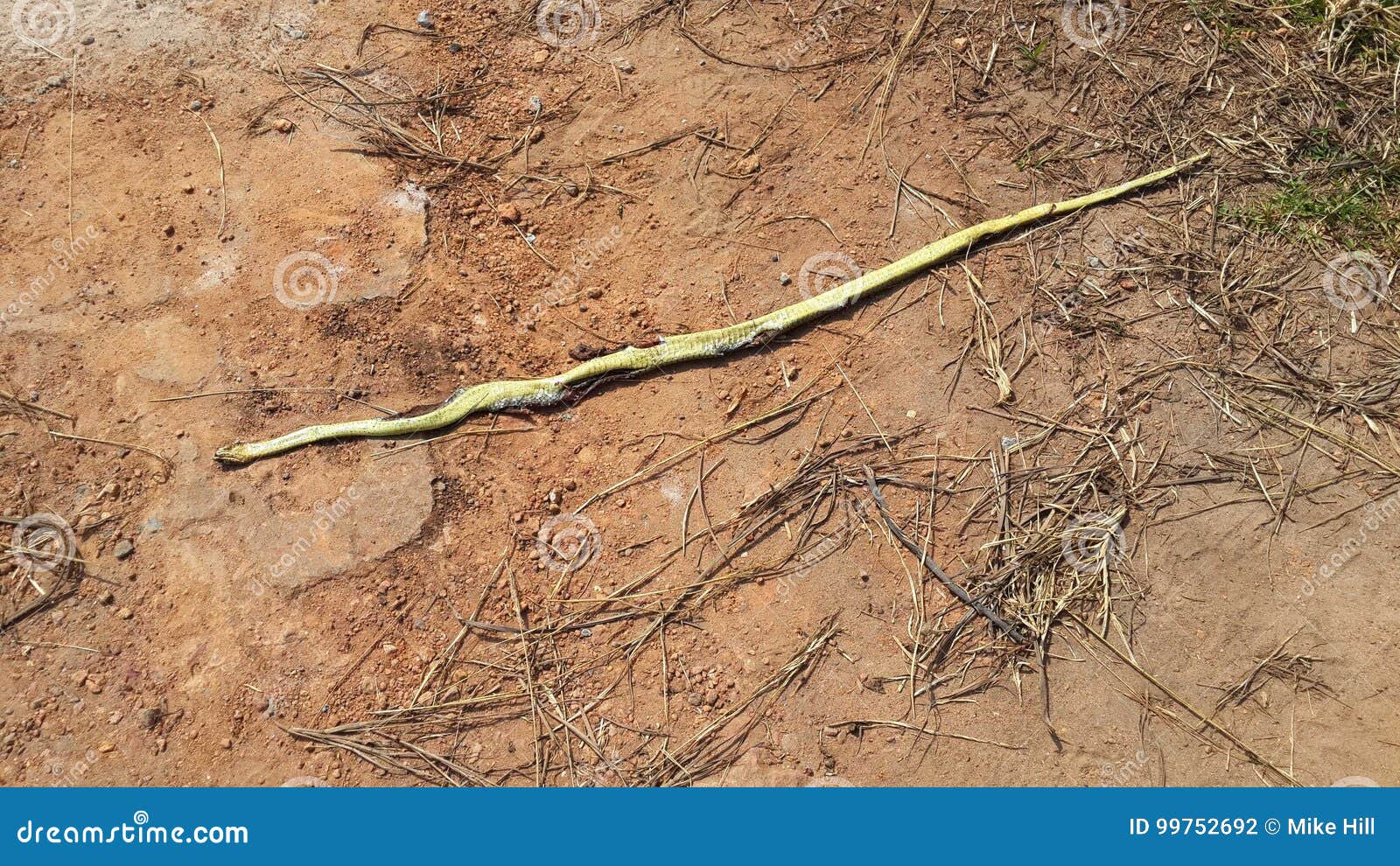 Snake stock photo. Image of long, snake, dead, green - 99752692