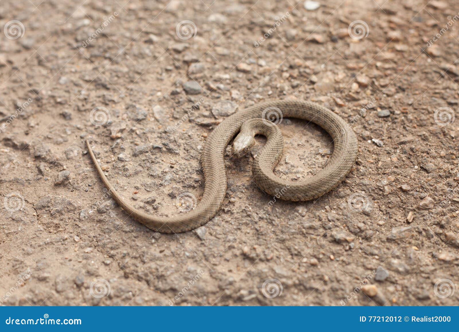 Snake in a Defensive Posture Stock Photo - Image of spiral, chess: 77212012