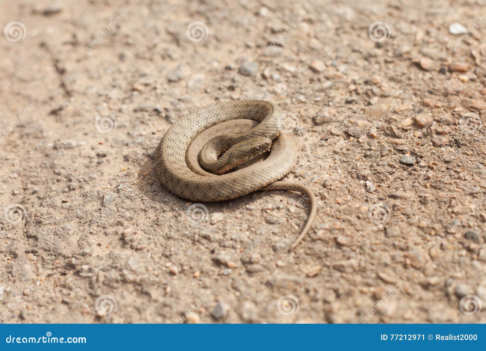 Snake in a Defensive Posture Stock Image - Image of spiral, tail: 77212971