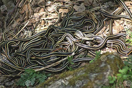 Snake Den 1 stock photo. Image of animals, cold, striped - 2413012
