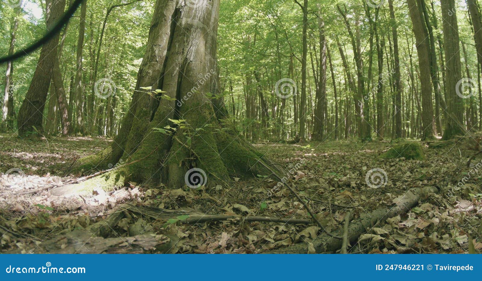 Snake Den Tree stock video. Video of knotty, goblin - 247946221