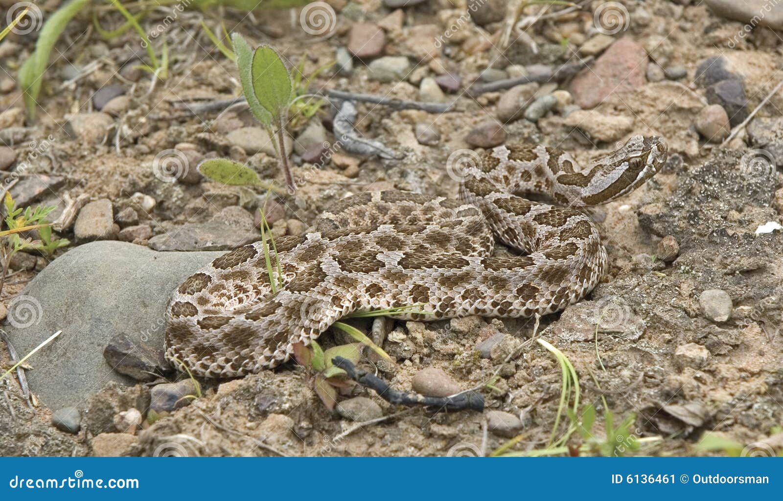 Snake-Desert Massasauga Rattlesnake Stock Image - Image of serpent ...
