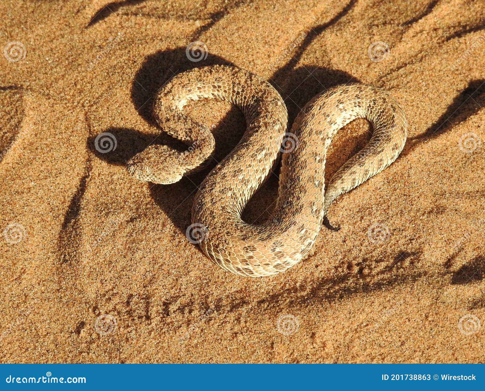 Snake in a Desert in Swakopmund, Namibia, Africa Stock Image - Image of ...