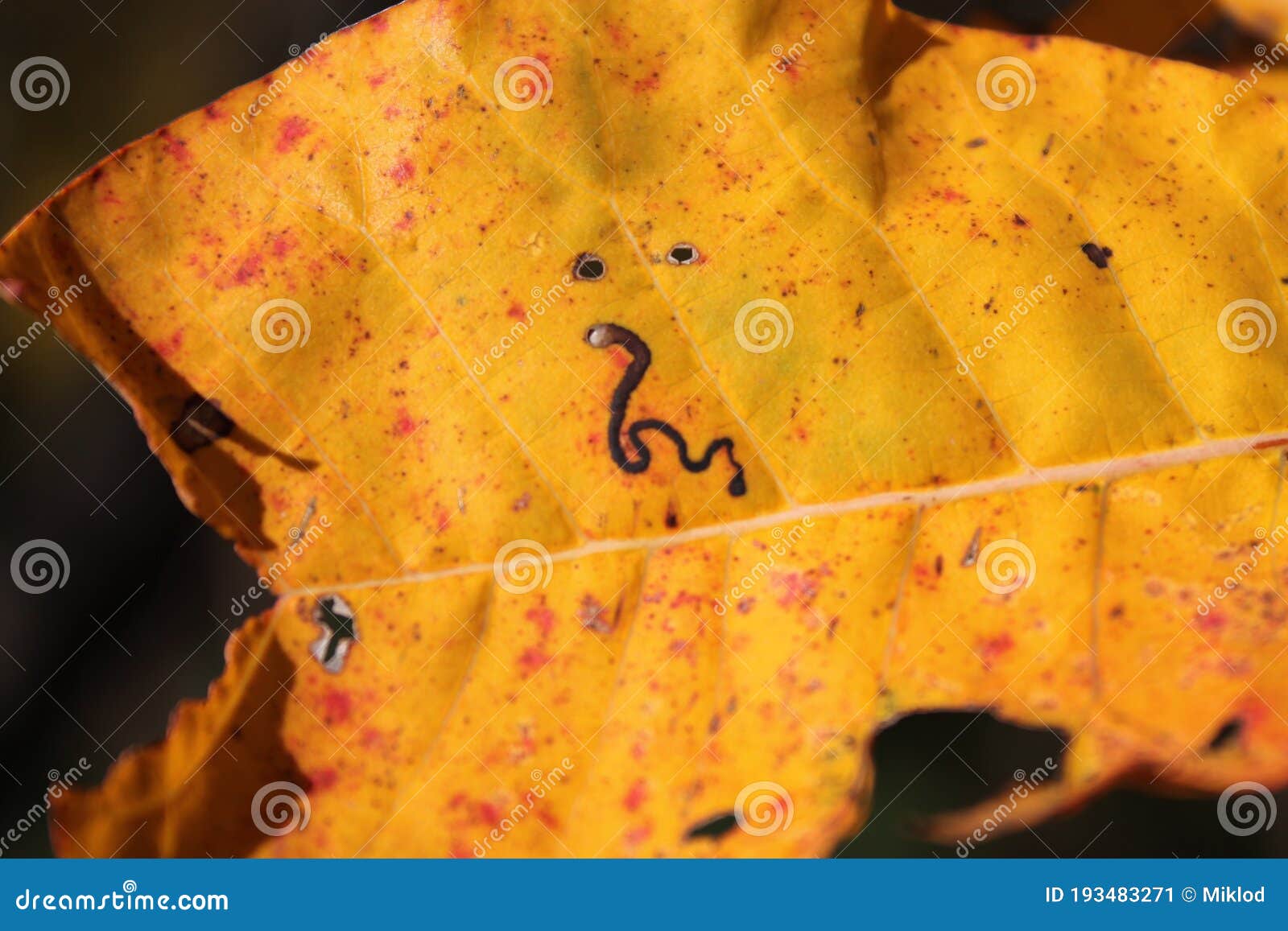 Snake Design on a Yellow Autumn Leaf Stock Image - Image of snake ...