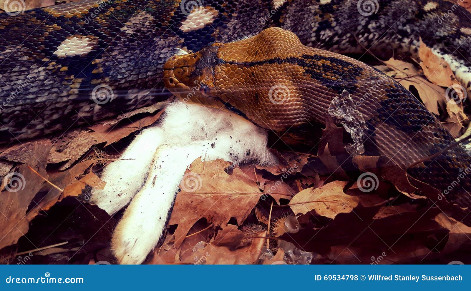 Snake devouring an animal stock photo. Image of legs - 69534798