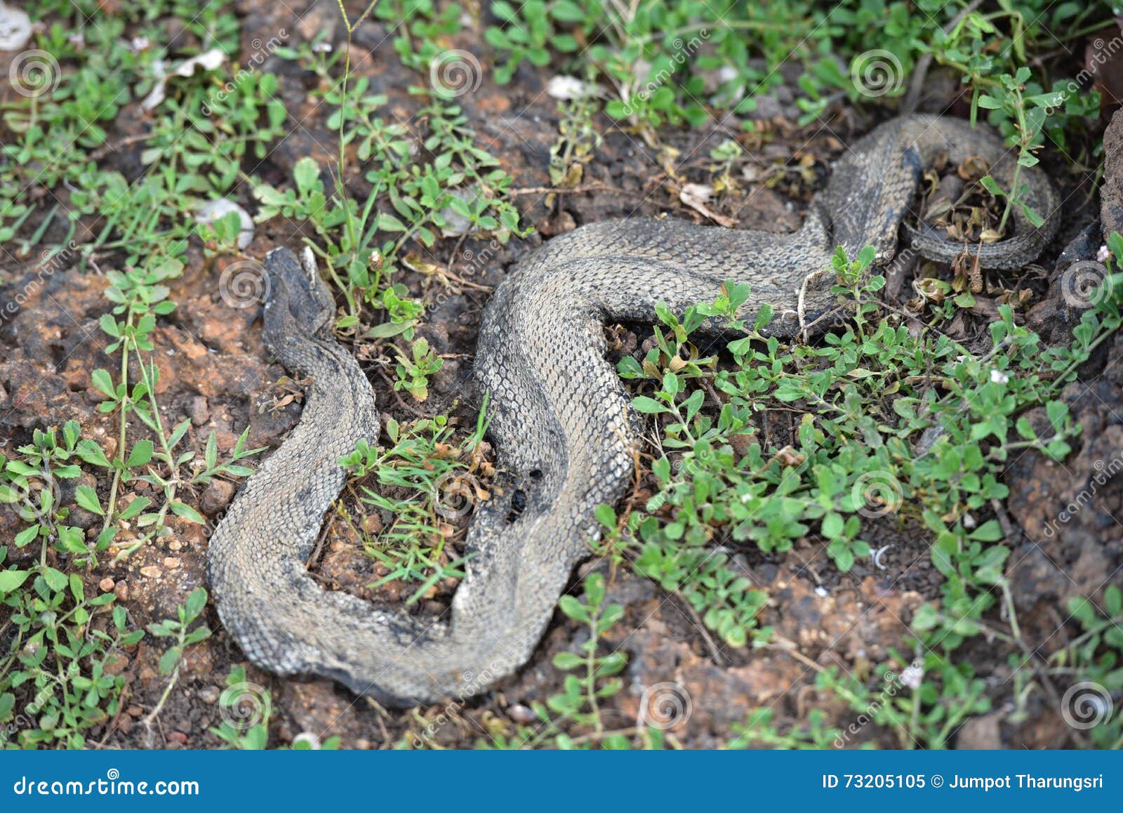 Snake dies stock image. Image of pavement, kill, road - 73205105