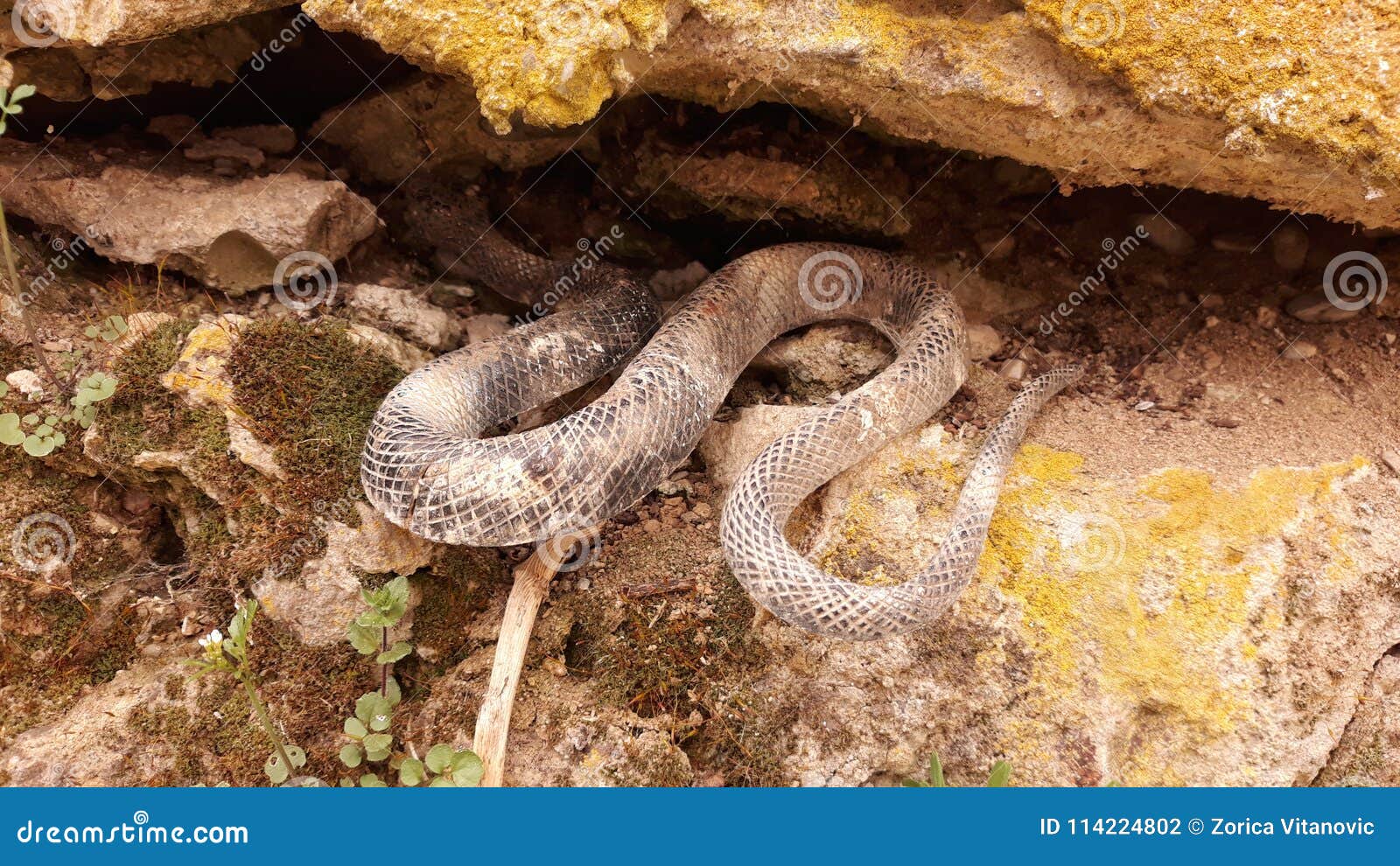 Snake on the dry soil stock photo. Image of rubber, soil - 114224802