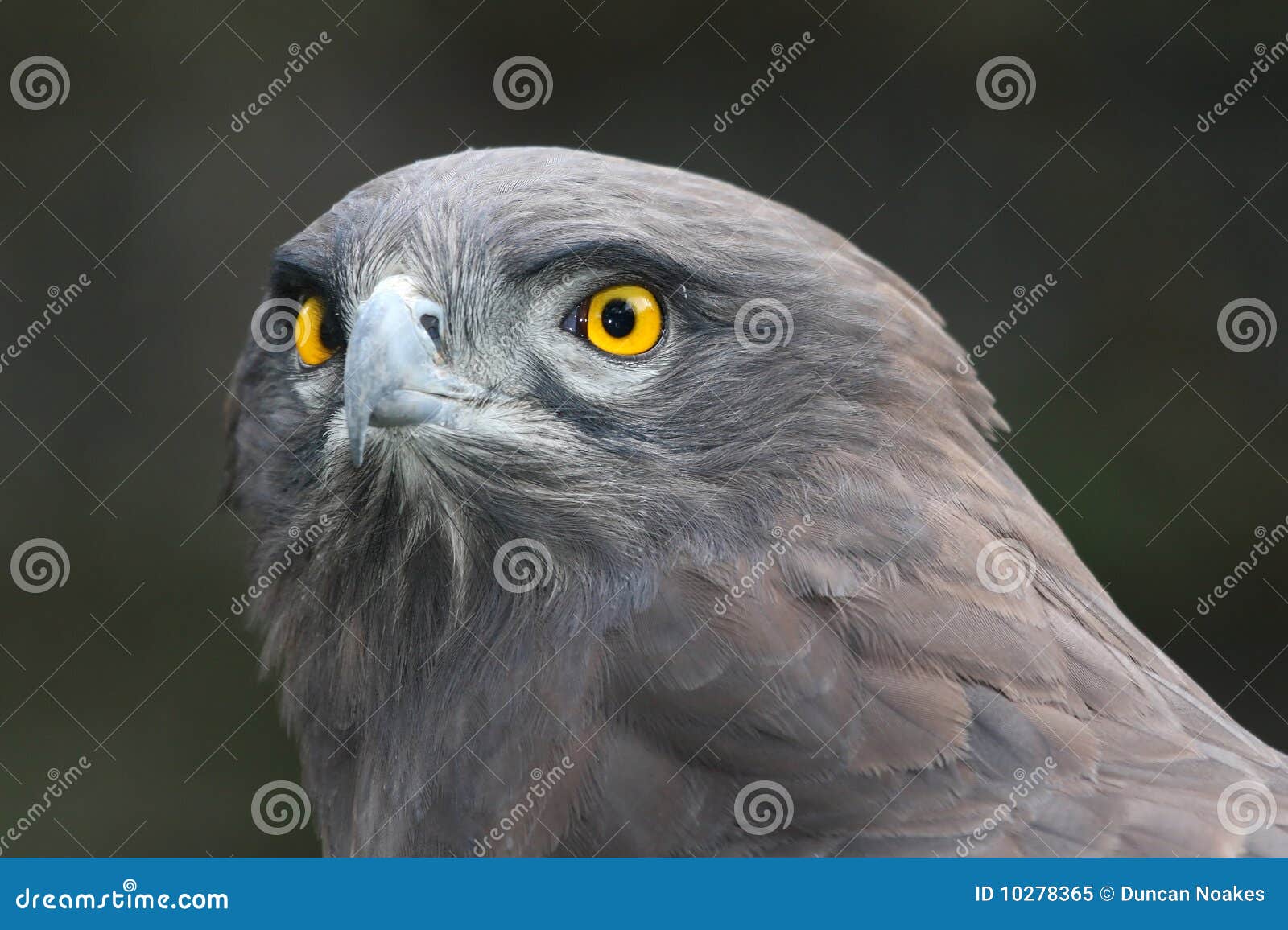 Snake Eagle stock image. Image of curved, wild, alert - 10278365