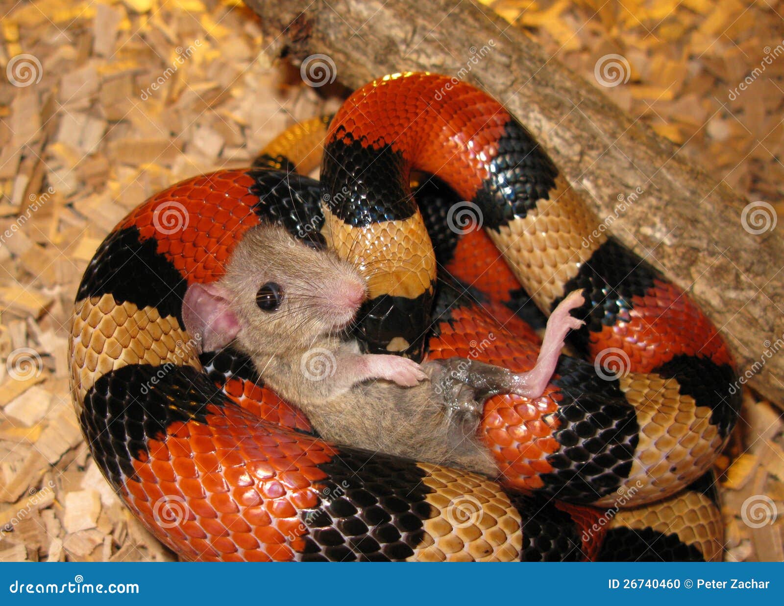 Snake eat the mouse stock photo. Image of closeup, junglelife - 26740460
