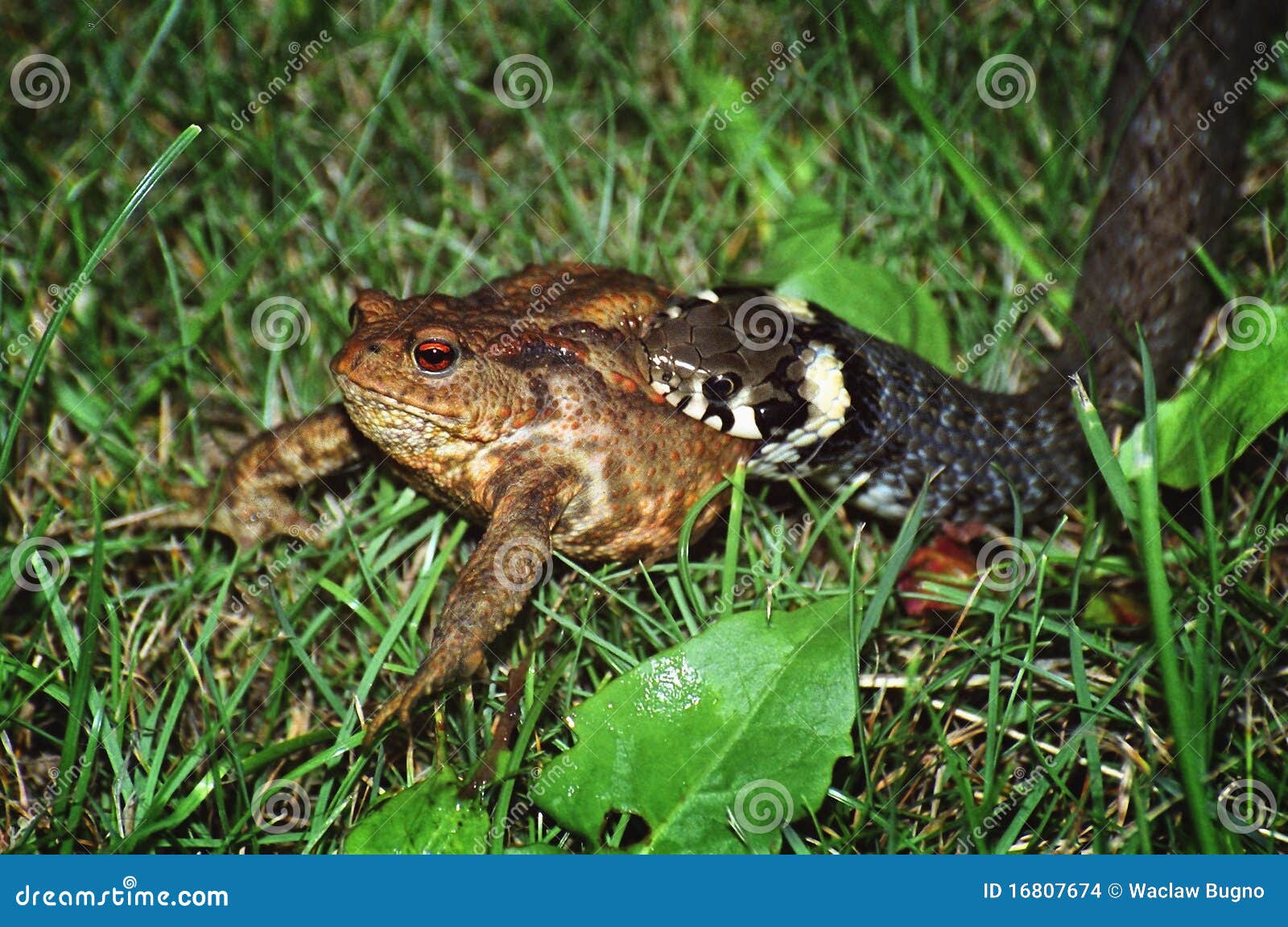 Snake eating frog stock photo. Image of snake, garter - 16807674