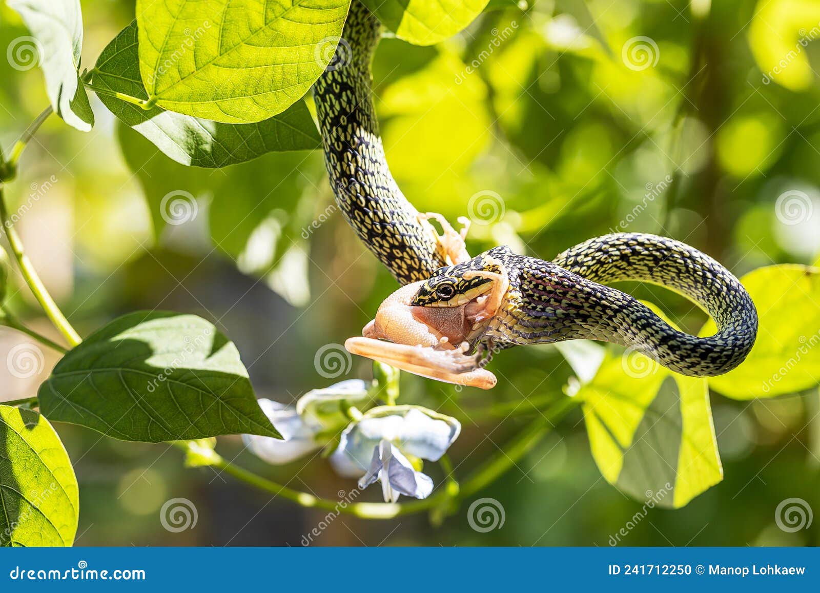 Snake Eating Frog on Blurred Green Nature Background Stock Photo ...