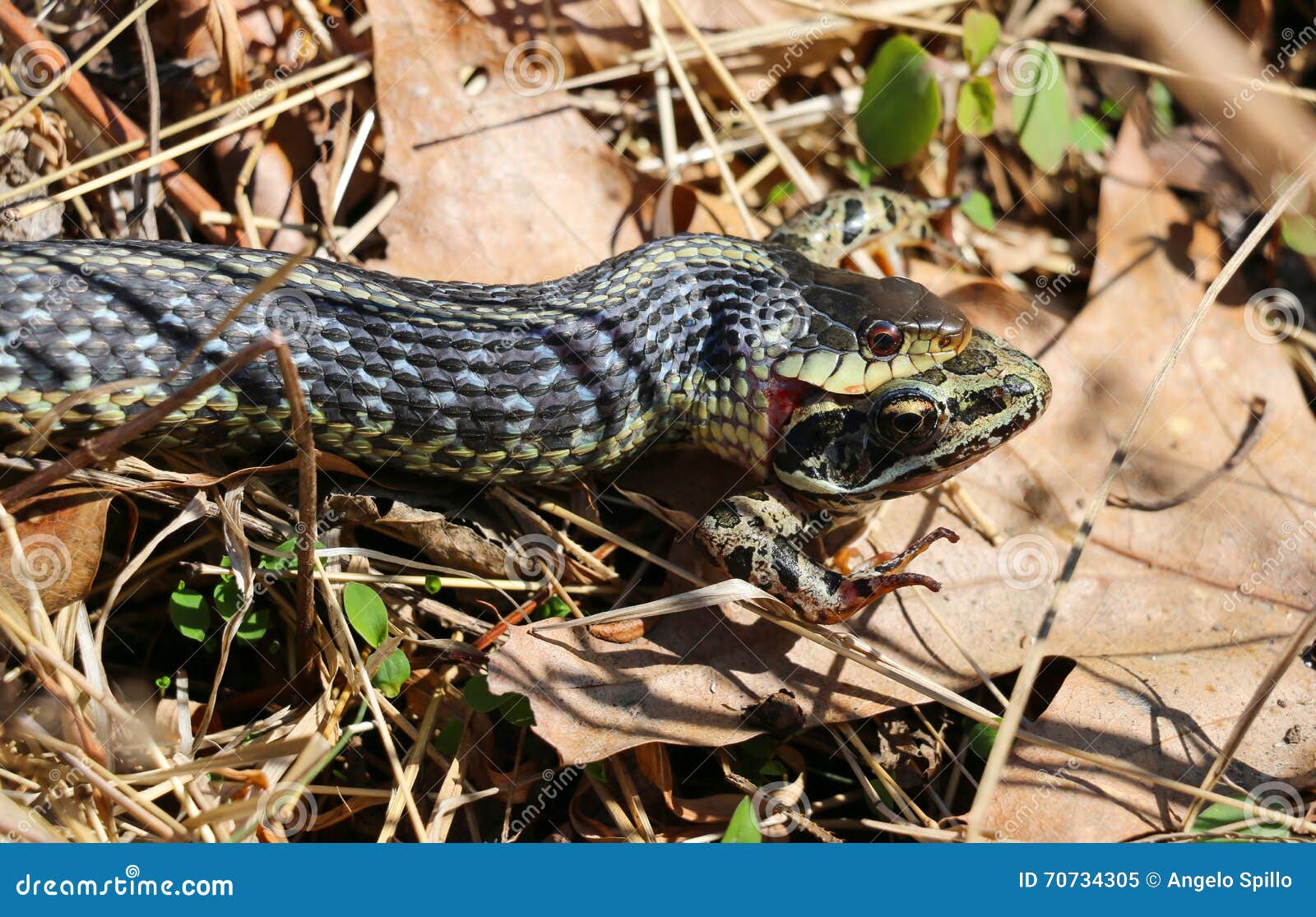 Snake eating frog stock image. Image of nature, prey - 70734305