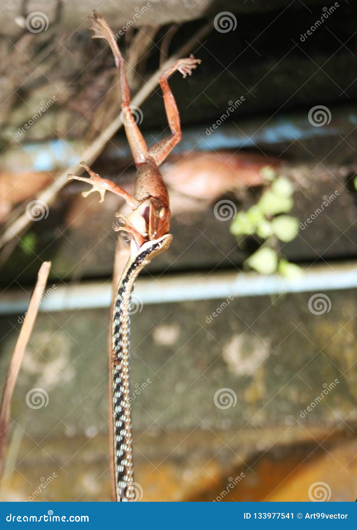 Snake eating frog on tree stock image. Image of eating - 133977541