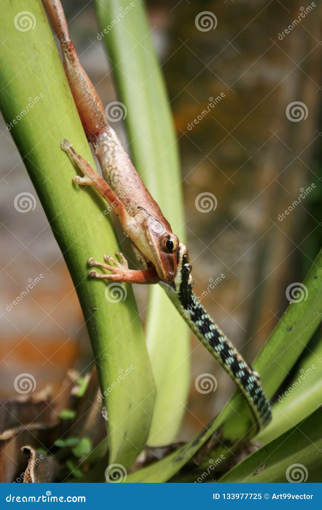 Snake eating frog on tree stock image. Image of animals - 133977725