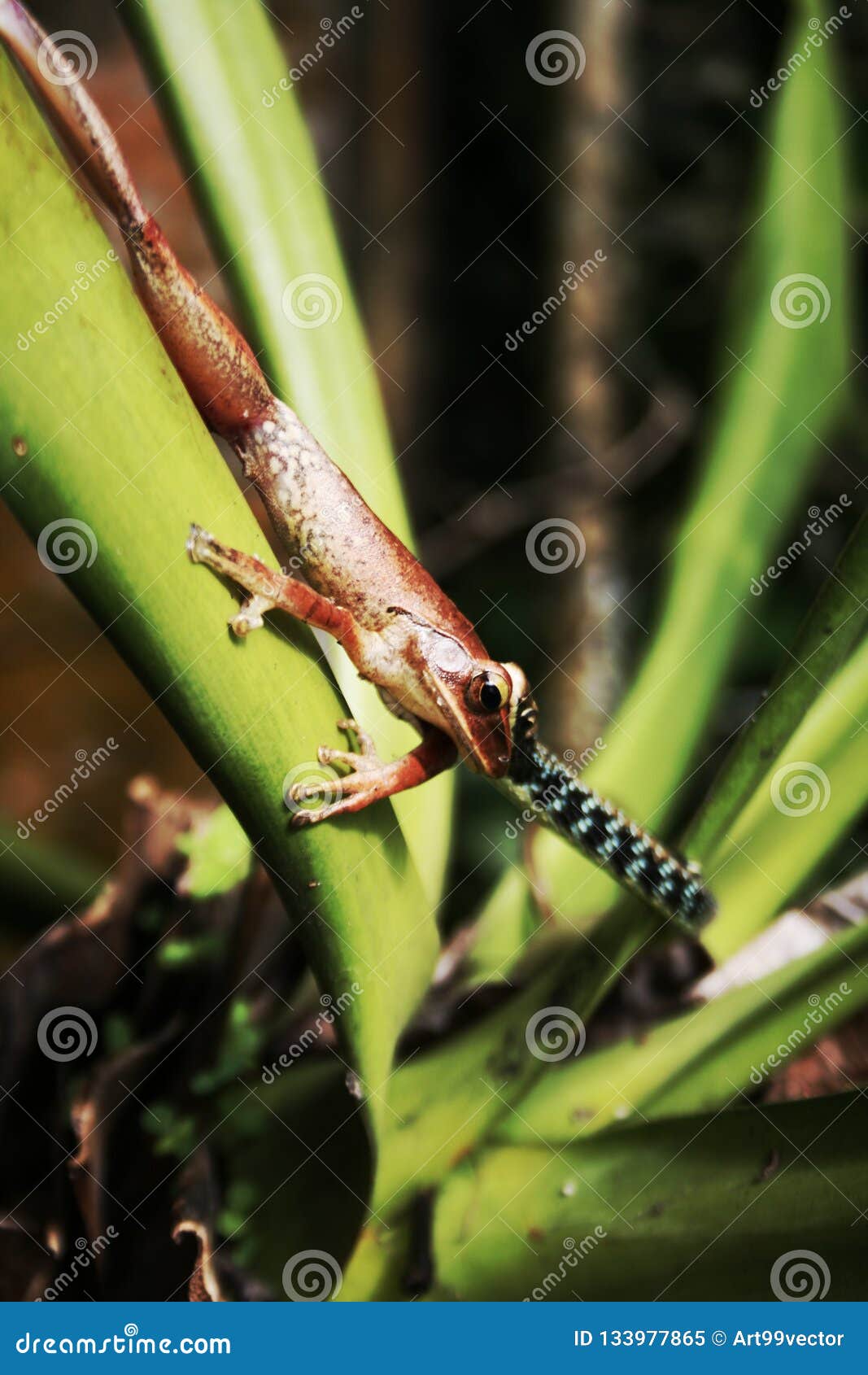 Snake eating frog on tree stock image. Image of eating - 133977865