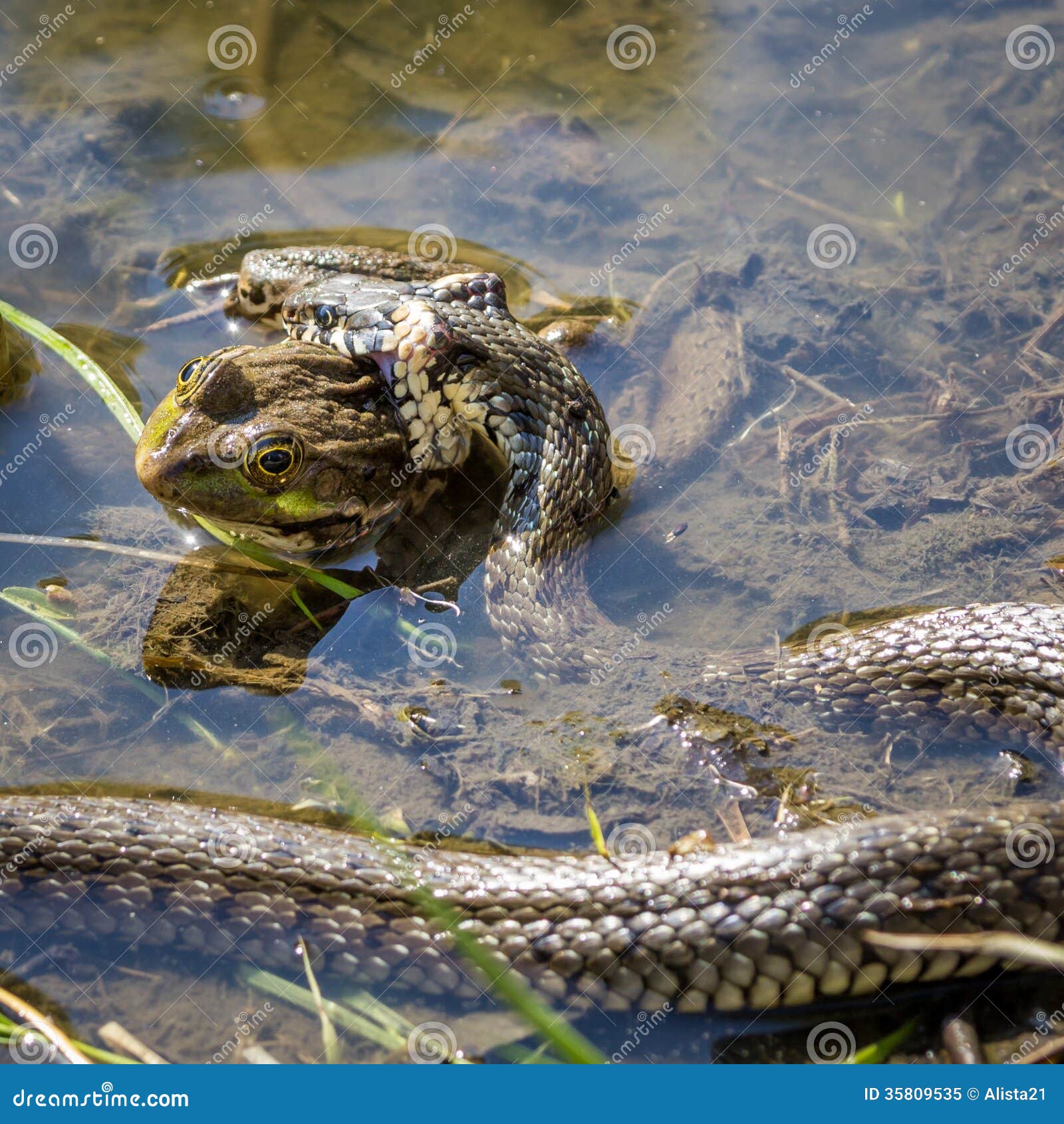 Snake Eating Frog